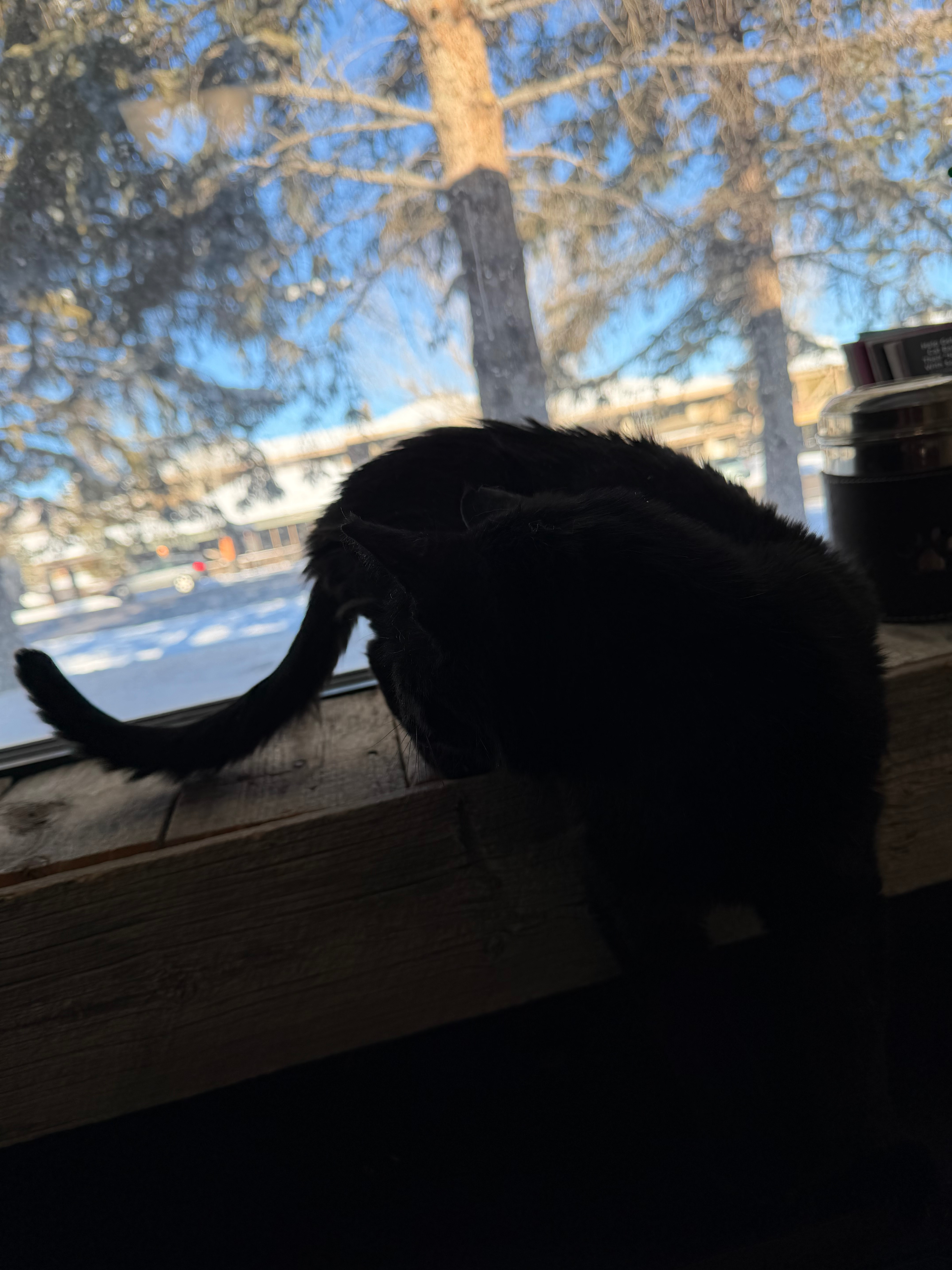 Fundraiser for Isabel Ballarta by Jaime Calderon Coca : Ayudemos a GATO ...