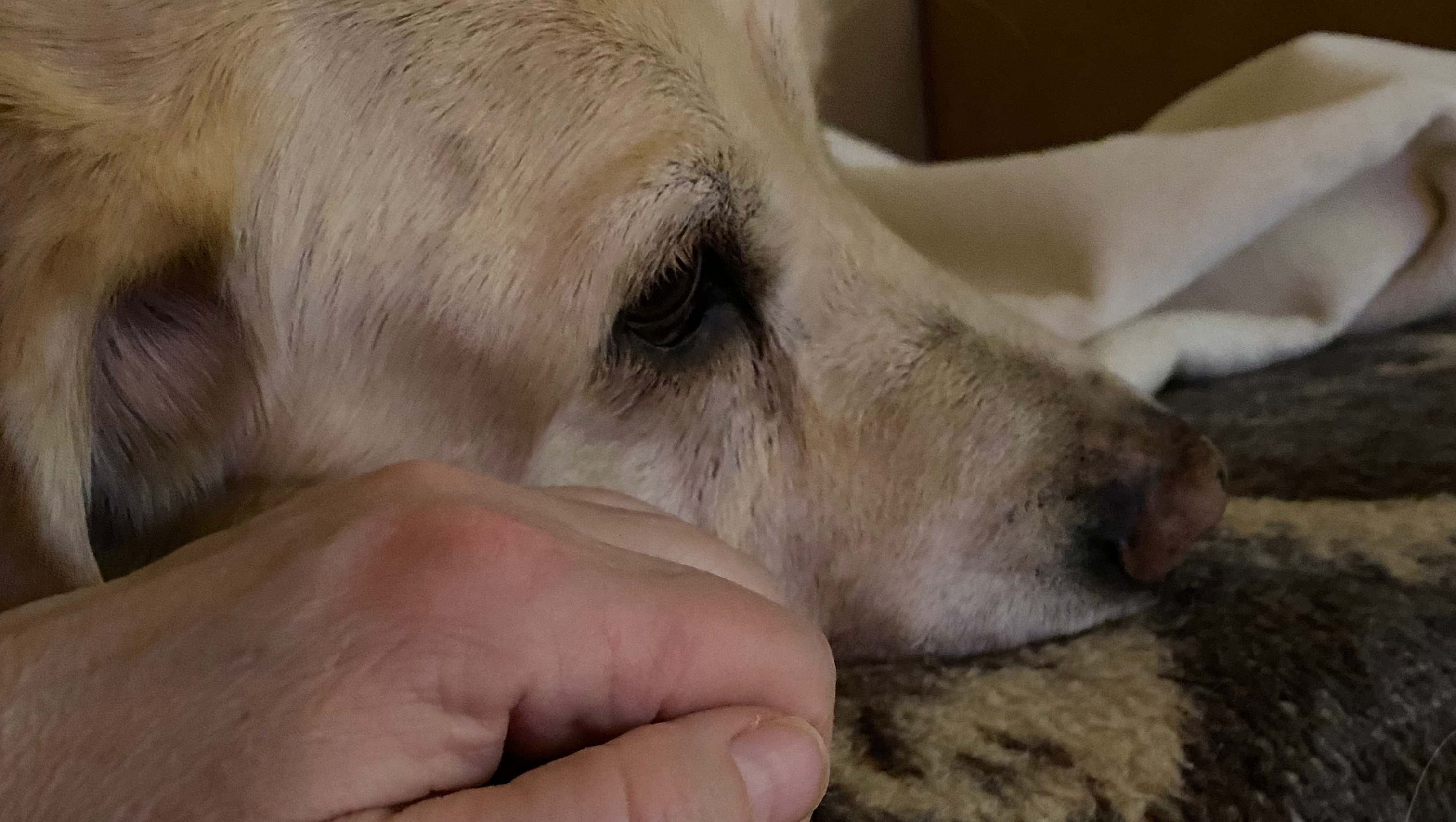 Fundraiser by Sabine Ploetze : Lotte