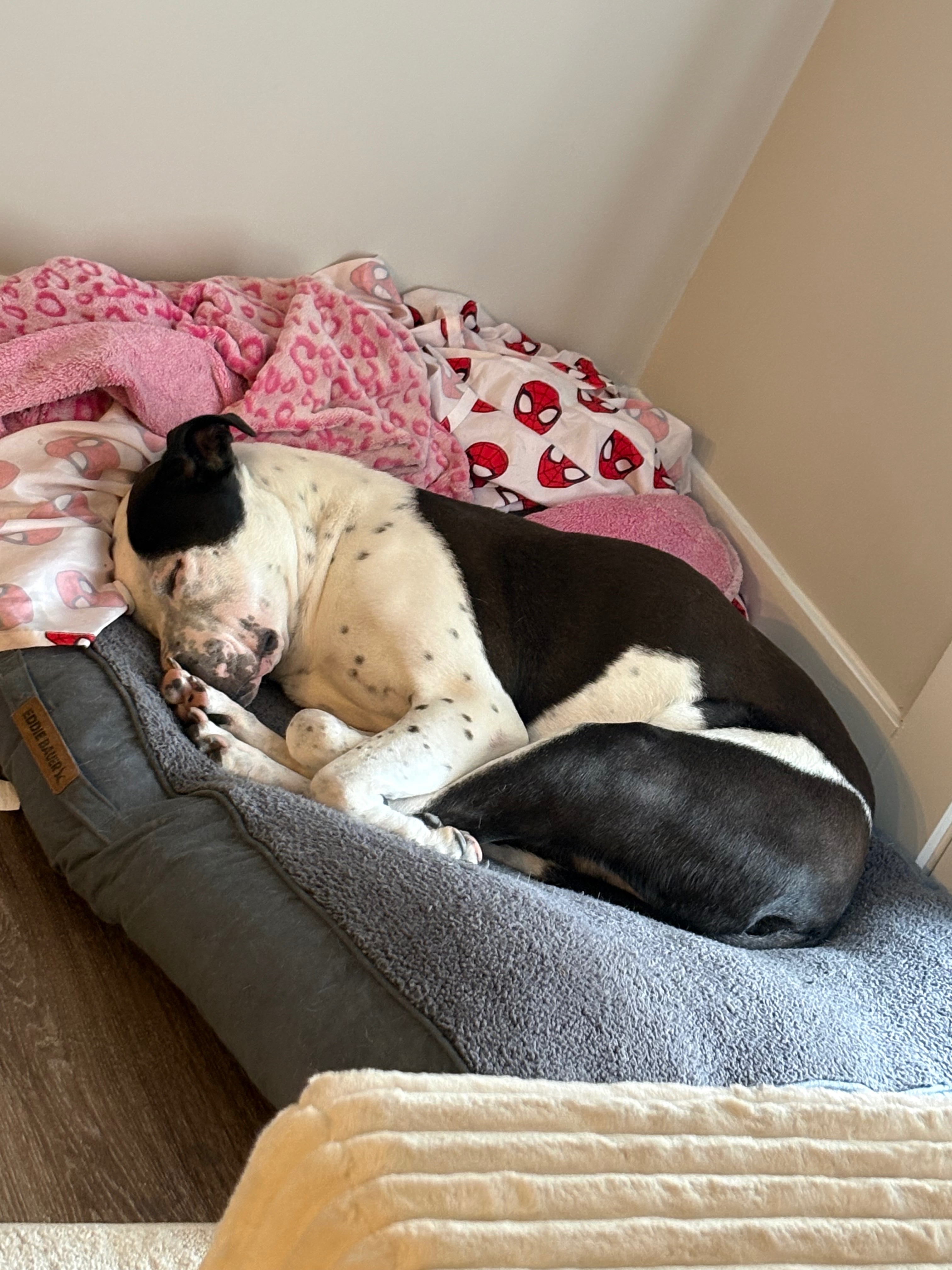 Fundraiser by Kayla James : Help my Snoop walk again with surgery