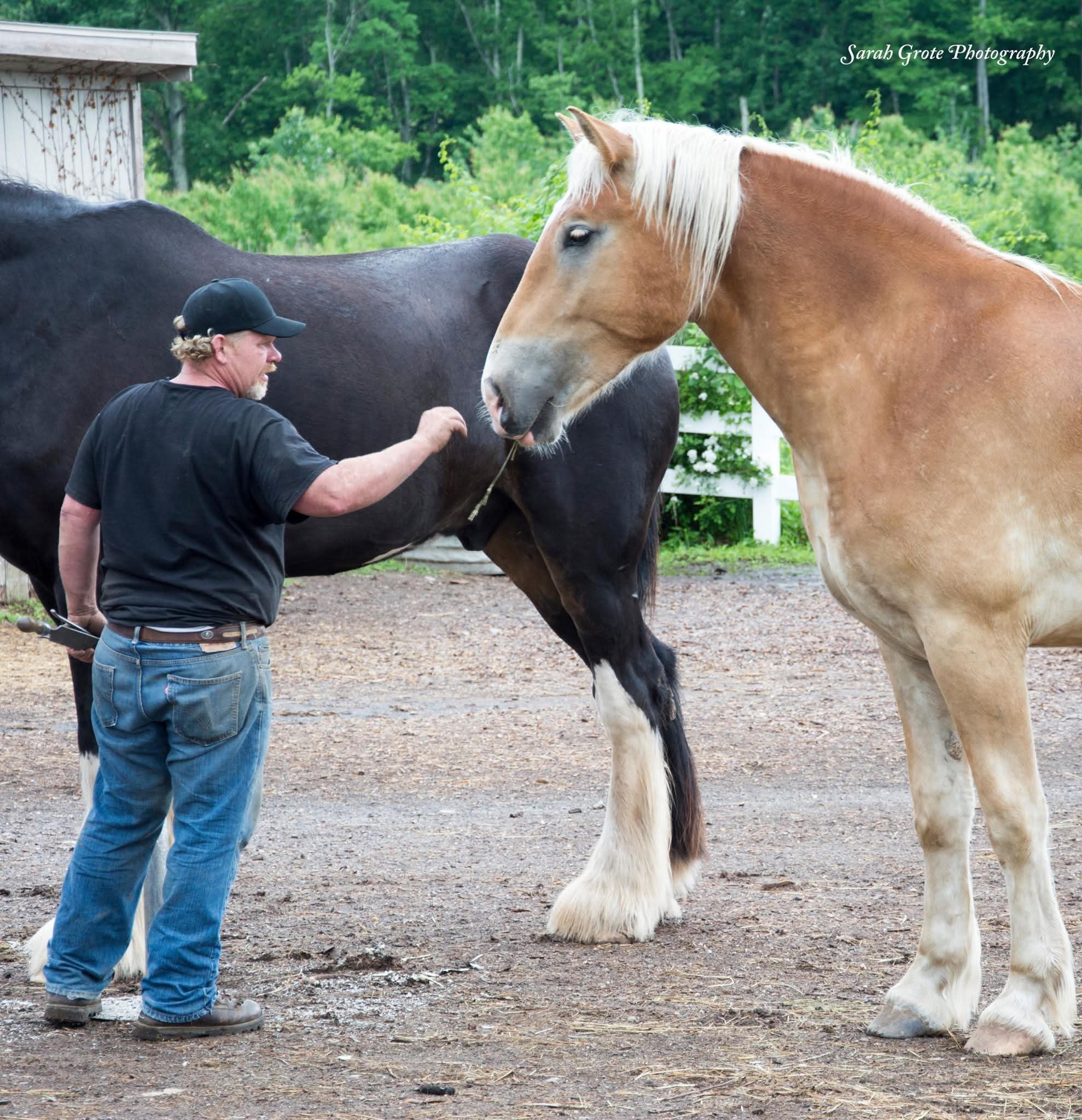 Fundraiser by Melissa Greenwood : Support Chucky's Recovery and Farm Care