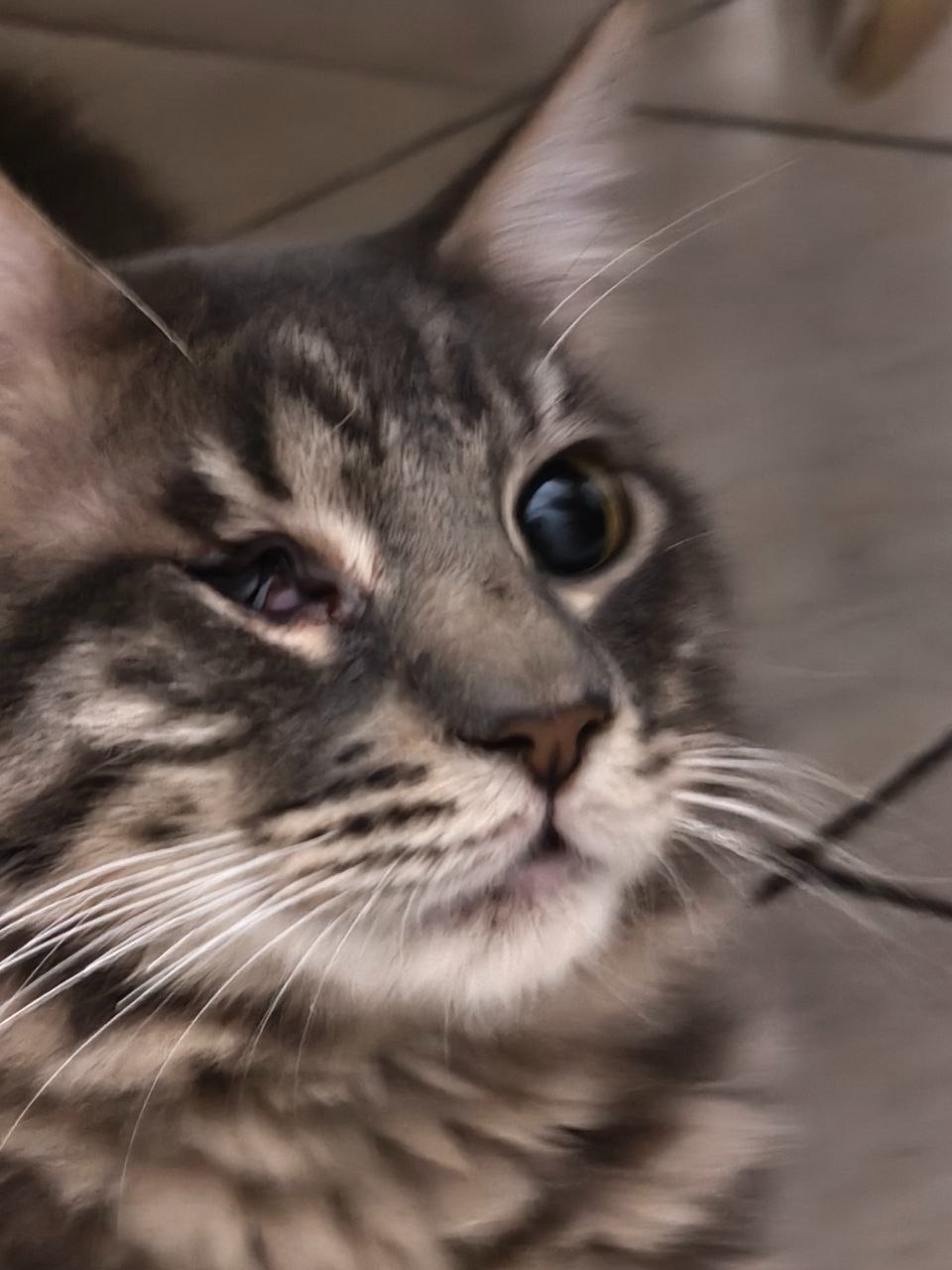 Fundraiser by Giulia Trematerra : Un aiuto per Paco