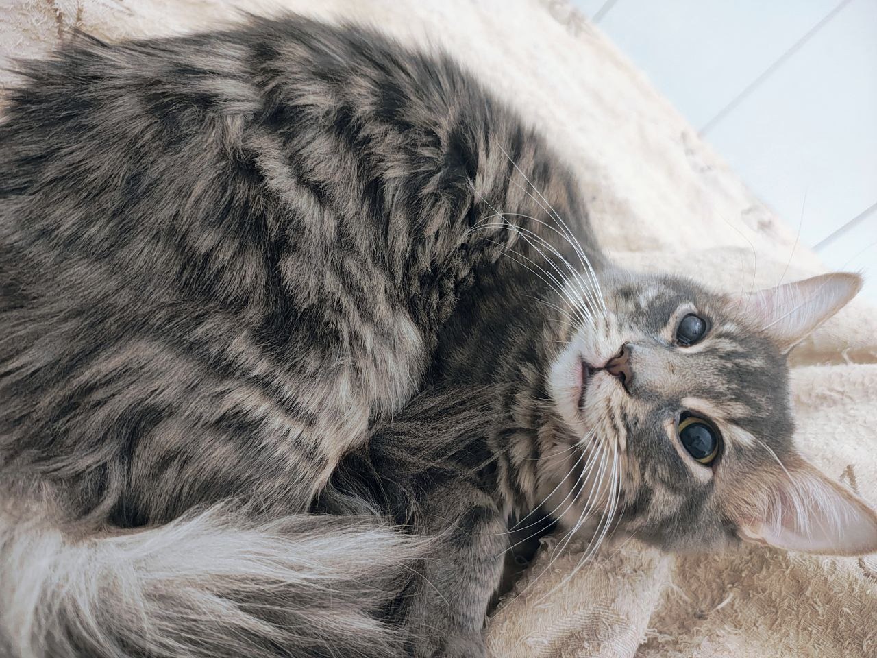 Fundraiser by Giulia Trematerra : Un aiuto per Paco