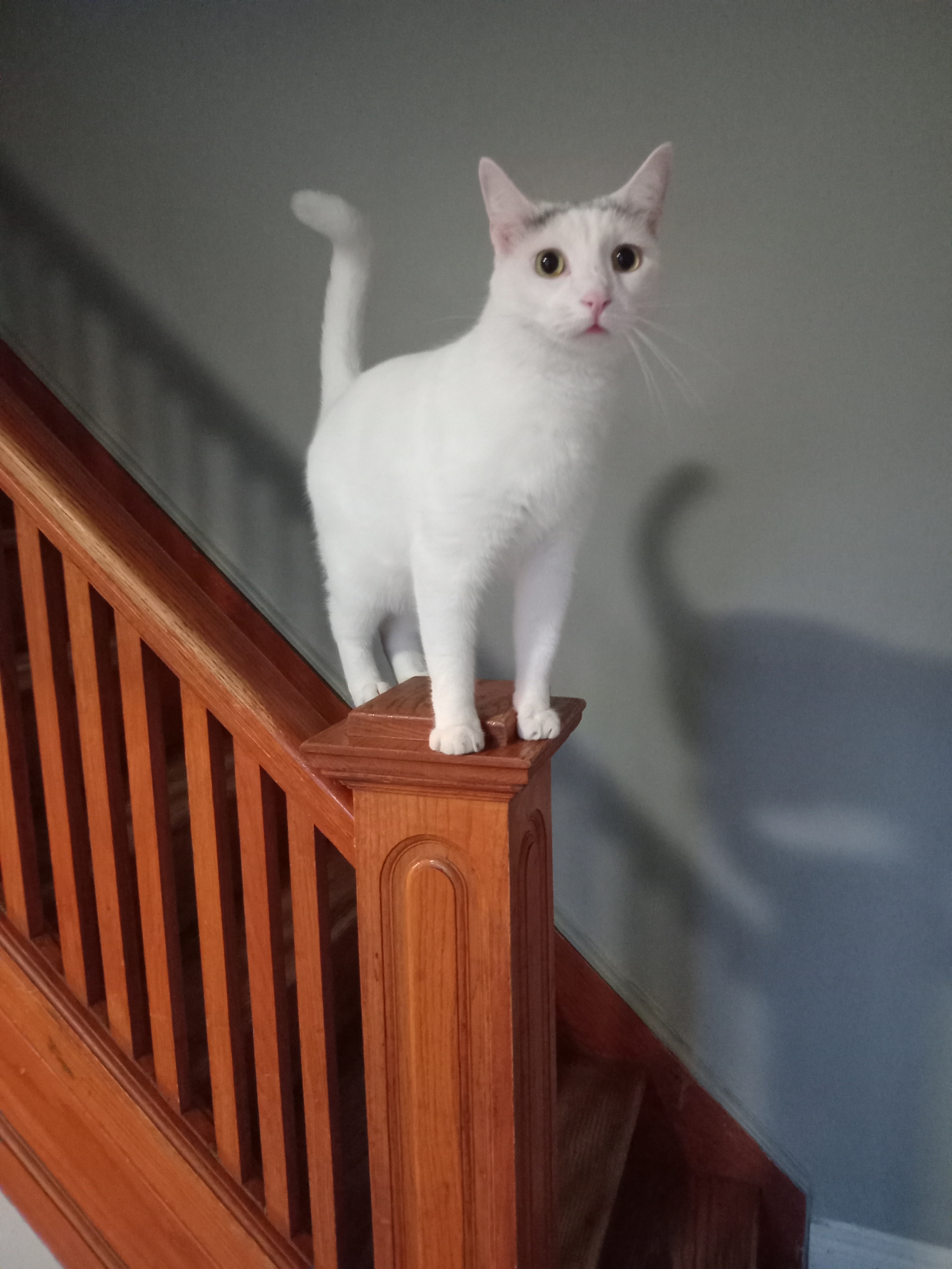 Fundraiser by Brian Lavery : Mello's Surgery appointed by Government