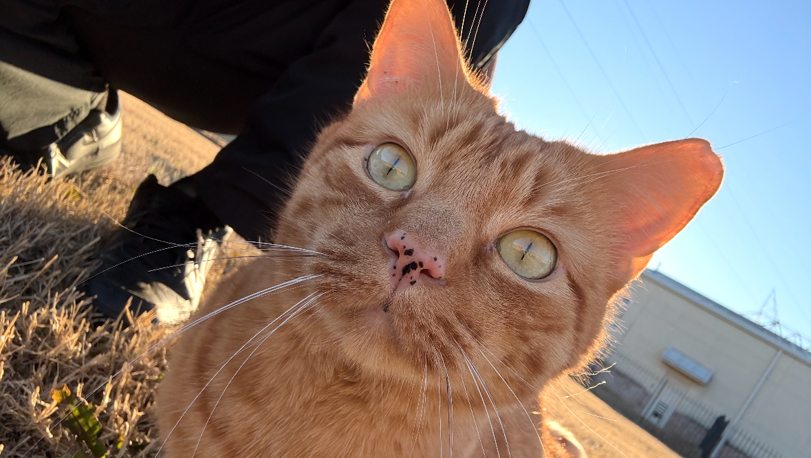 Fundraiser by Vanessa Jones : Help Save Pepito, Our Beloved Family Cat
