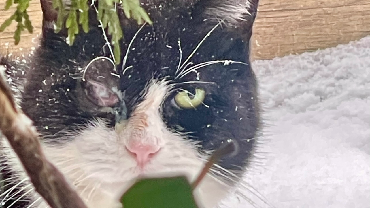 Fundraiser by Wayne Paris : Honoring Forest: Help Stray Cats in Need