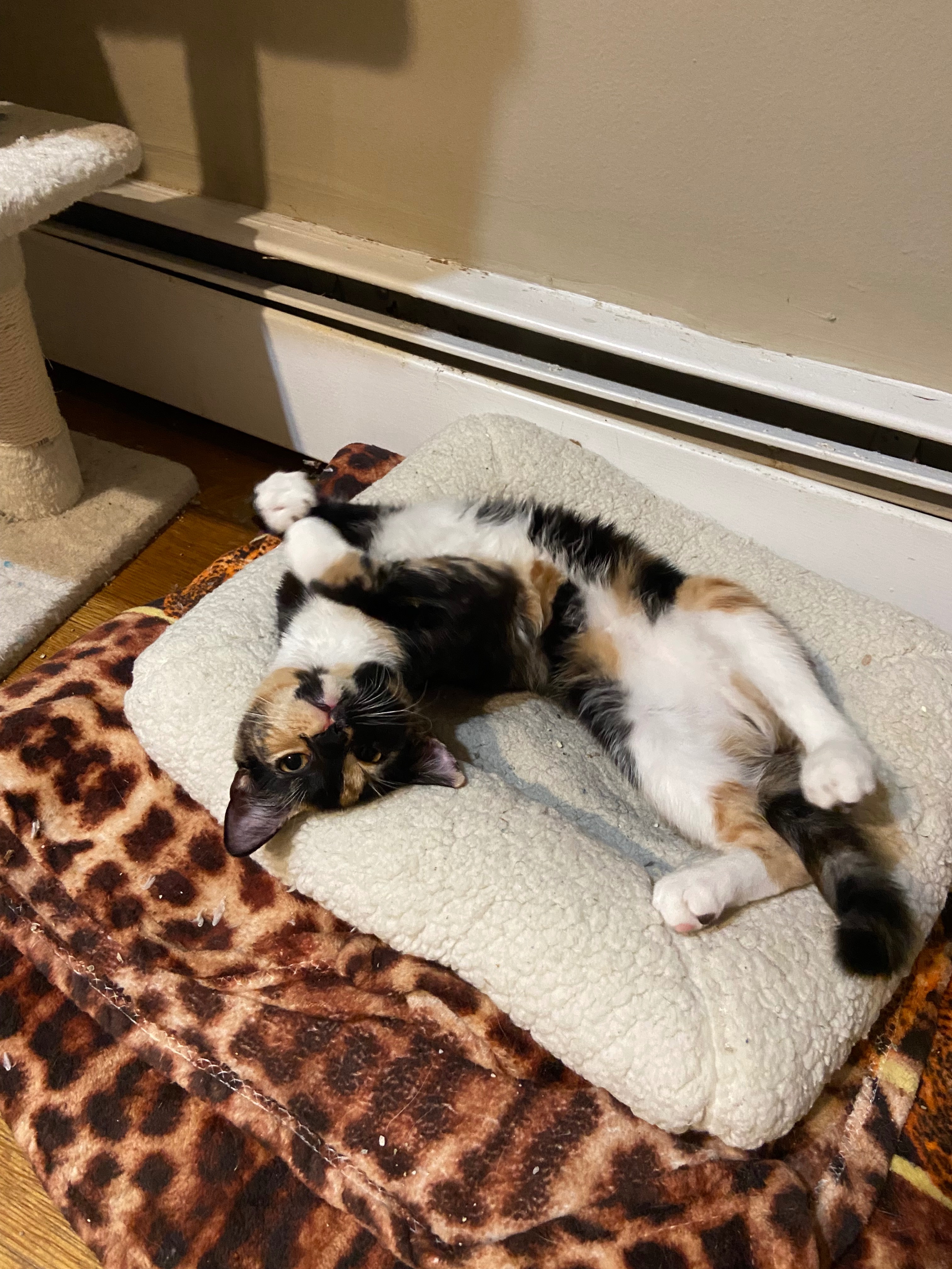 Fundraiser by Mirella Diaz : Help pay for Sphinx surgery