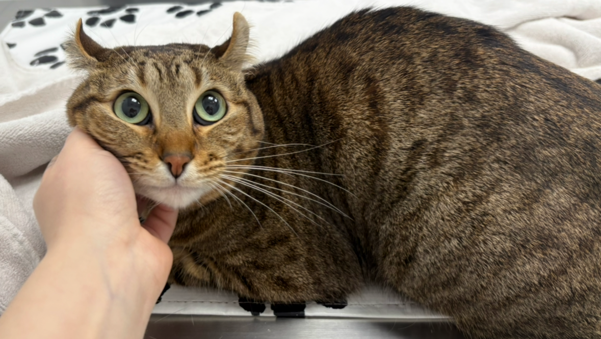 Fundraiser for Kim Huot-Milliard by kim huot-milliard : Help Puck get treatment