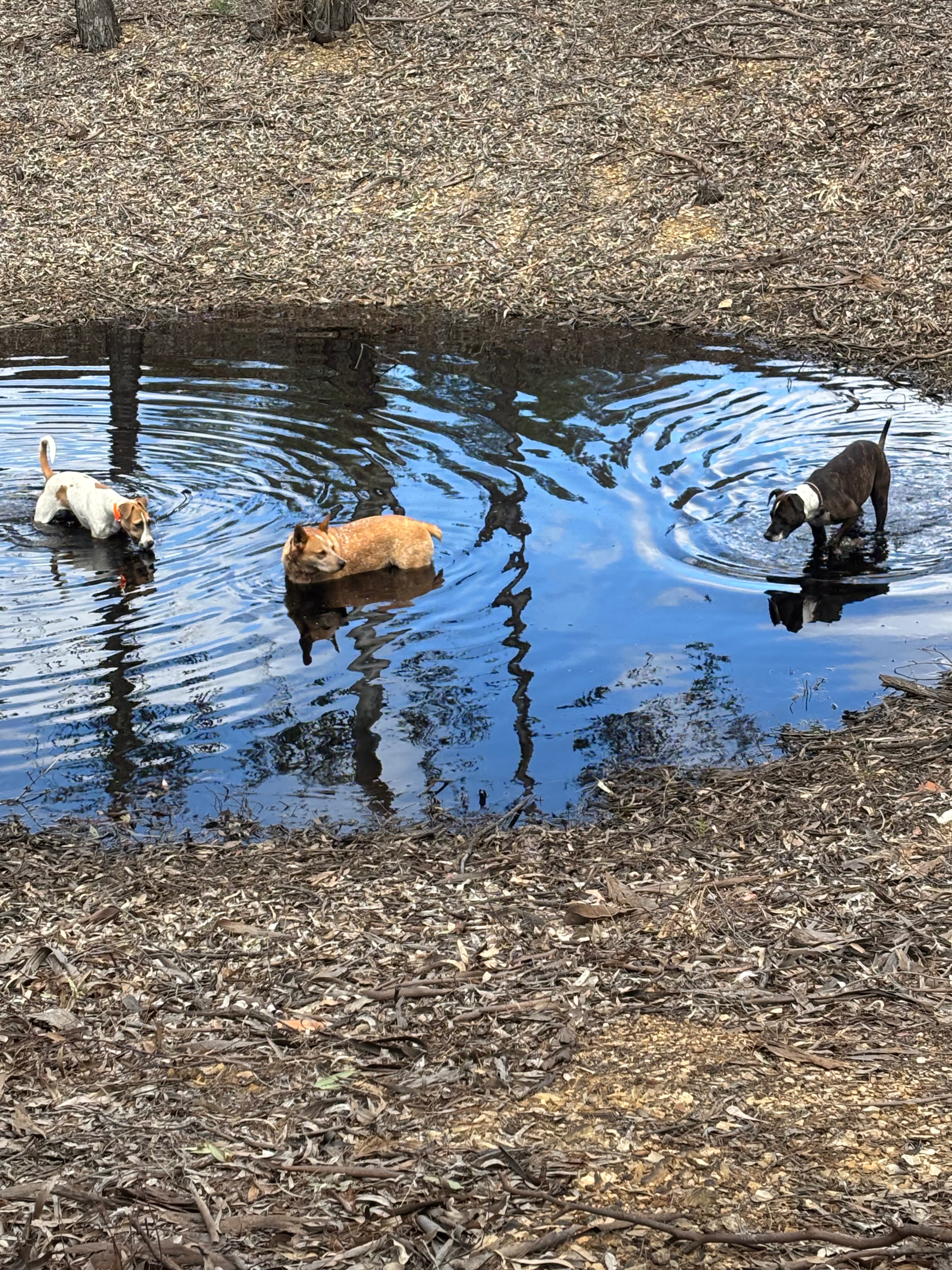 Fundraiser by Angelika Wasch : Emergency Drought and care relief for ...