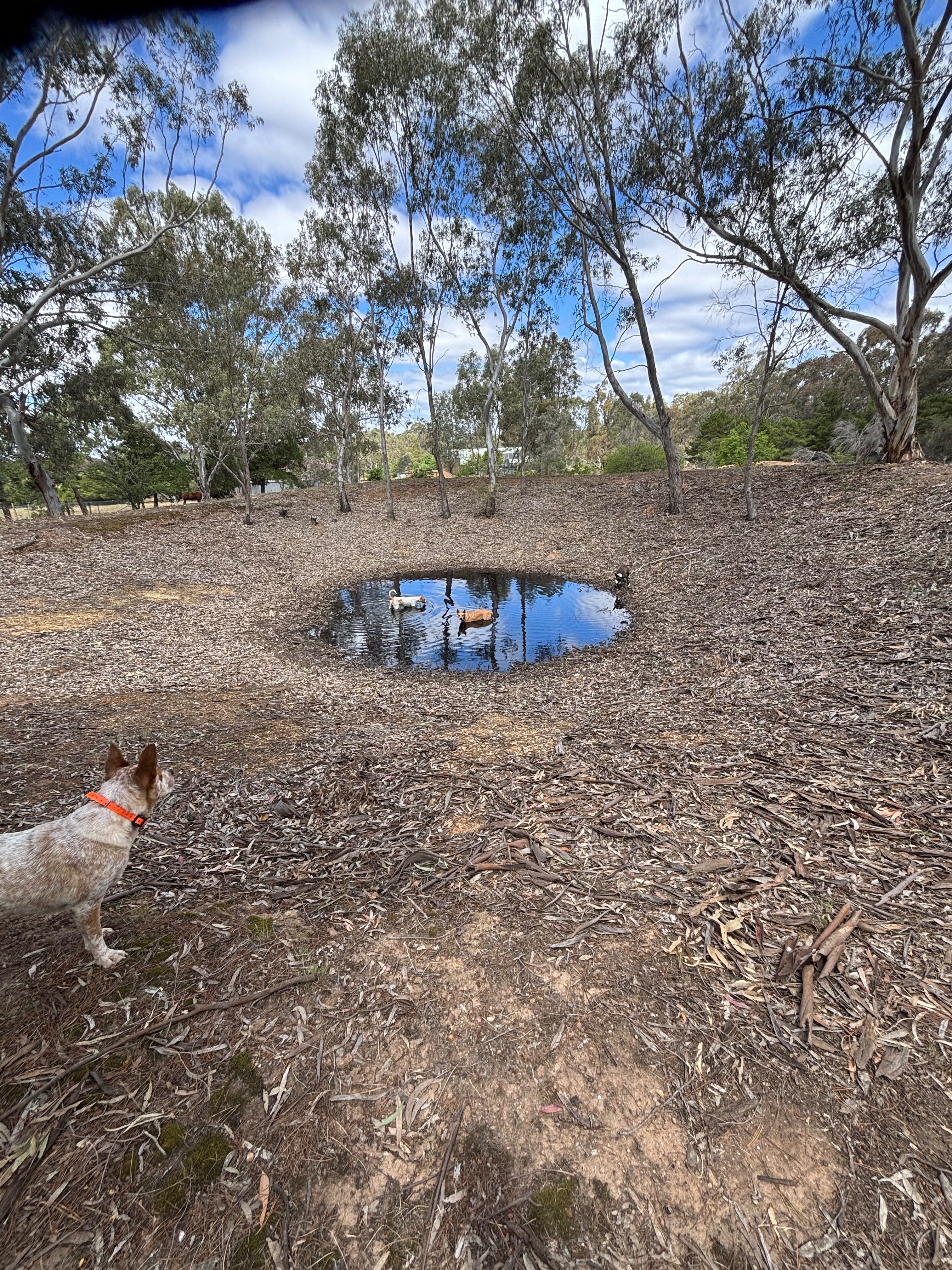 Fundraiser by Angelika Wasch : Emergency Drought and care relief for ...