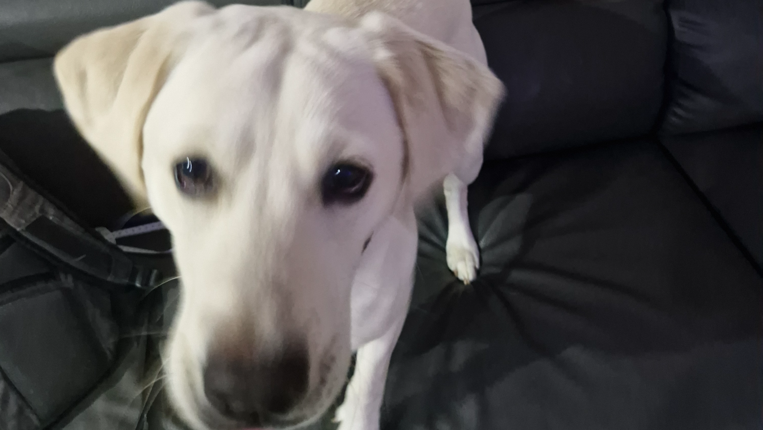 Fundraiser by Seth Gonzalez : Bring Kobi home!!