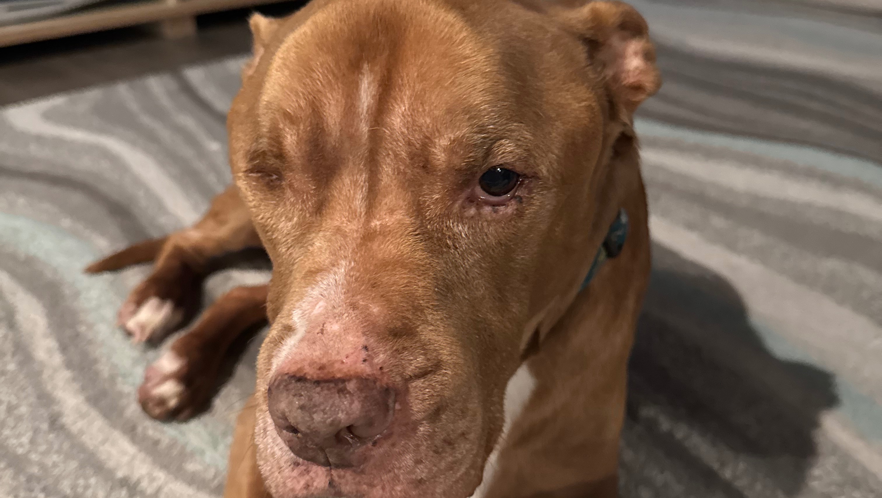 Fundraiser by Stacey Pardo : Support Duke’s Emergency Surgery and Care