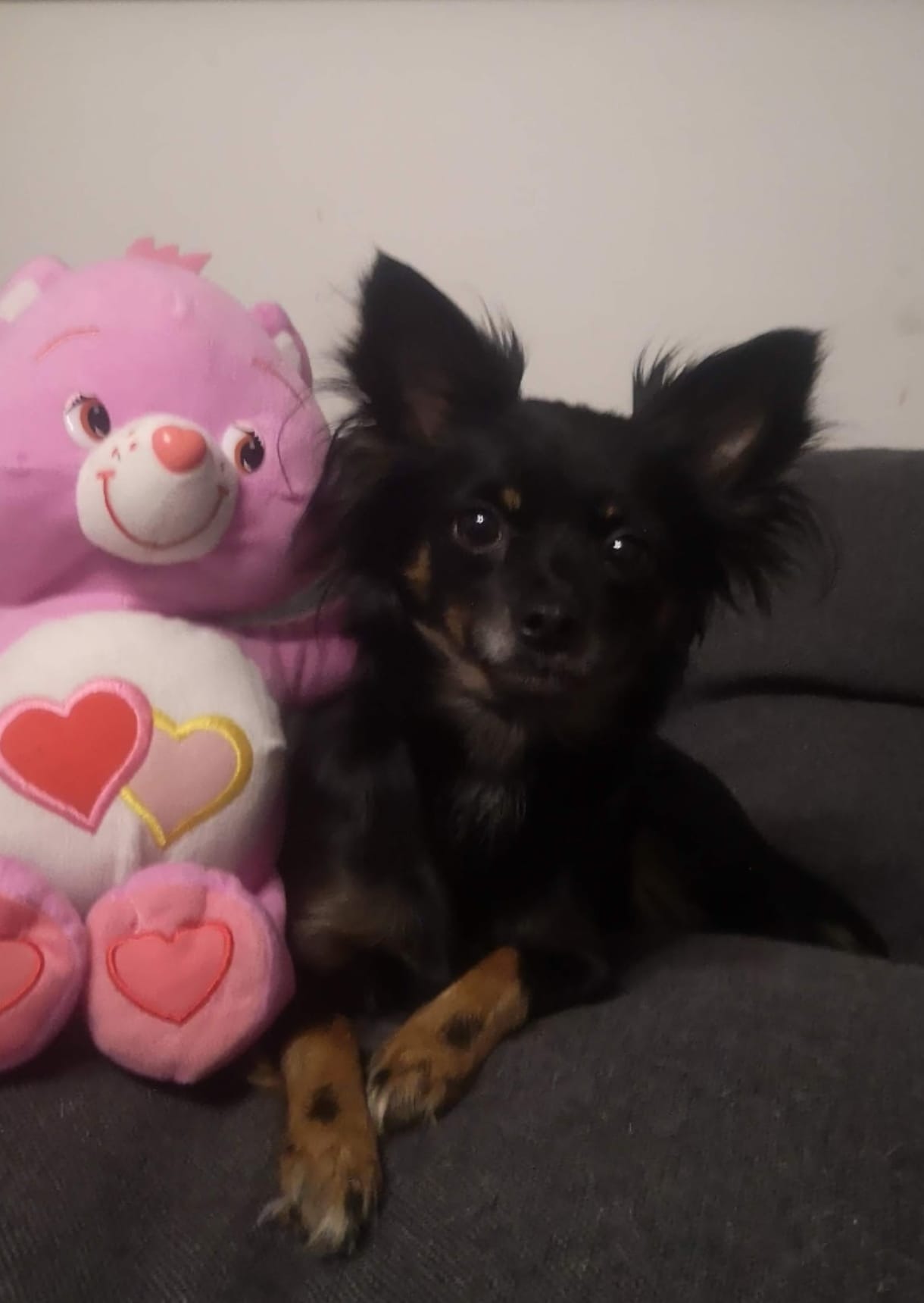 Fundraiser by Judith Lippe : Rettet Muffin