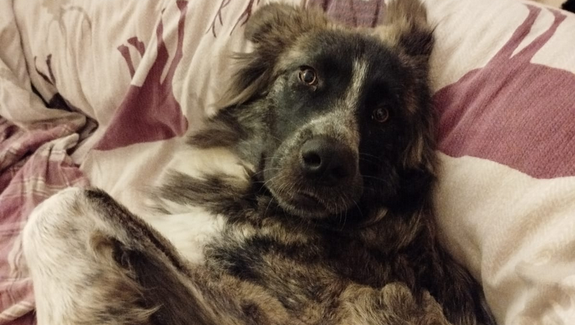 Fundraiser by Gaia vinaccia : Il Sogno di Nami: correre senza dolore!