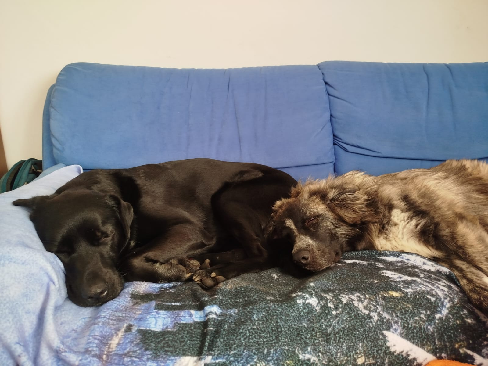 Fundraiser by Gaia vinaccia : Il Sogno di Nami: correre senza dolore!