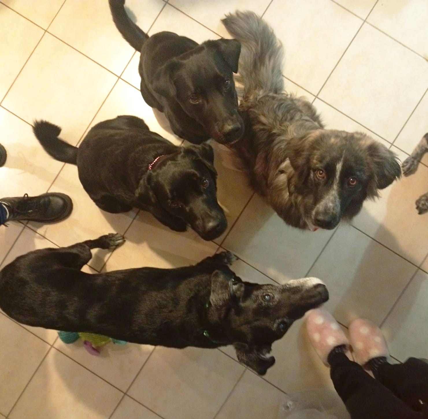 Fundraiser by Gaia vinaccia : Il Sogno di Nami: correre senza dolore!