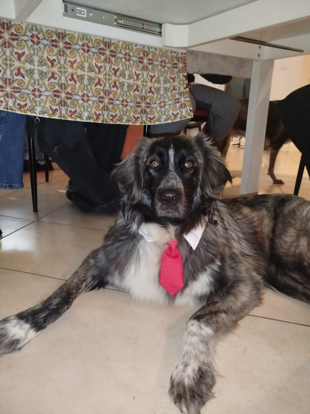 Fundraiser by Gaia vinaccia : Il Sogno di Nami: correre senza dolore!