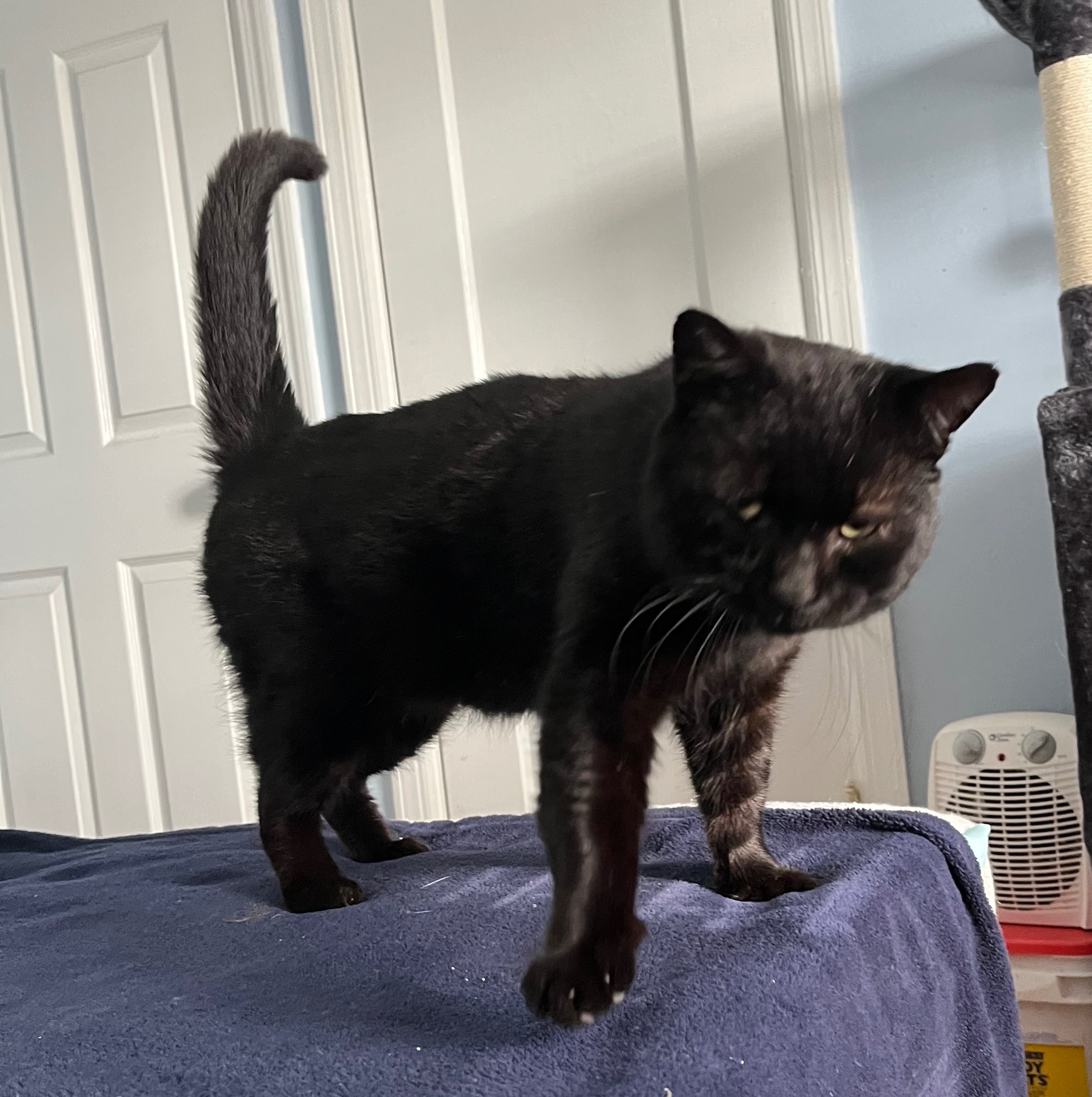 Fundraiser by Susan McMenamin : Support Panther’s Journey to a Pain ...