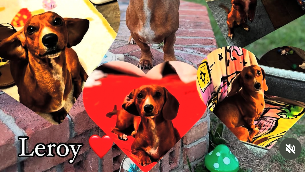 Fundraiser by Tara Gallahan : Help Leroy Walk Again After IVDD Diagnosis