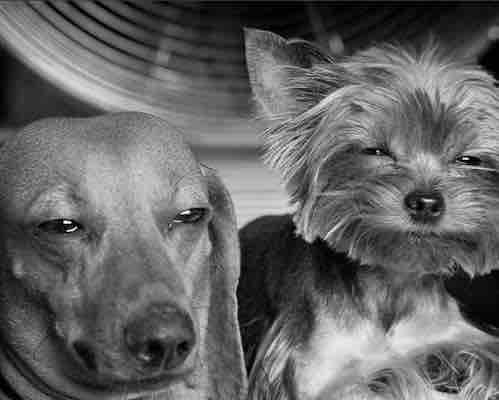 Fundraiser by Ronaldo Cawley : Bringing Maria’s Animal Shelter to Life