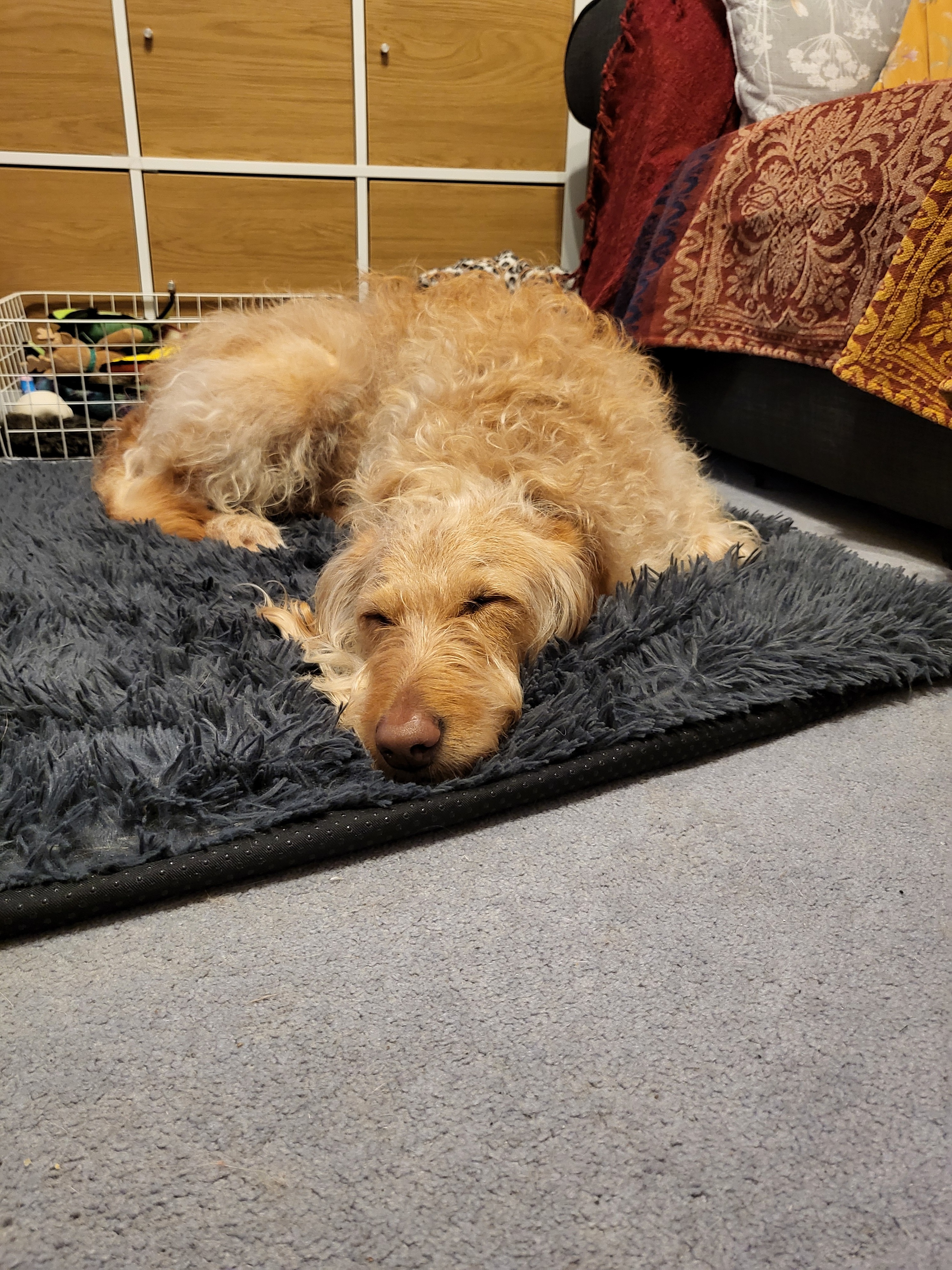 Fundraiser by Jayne Marsh : Let's get Honey back on her paws!