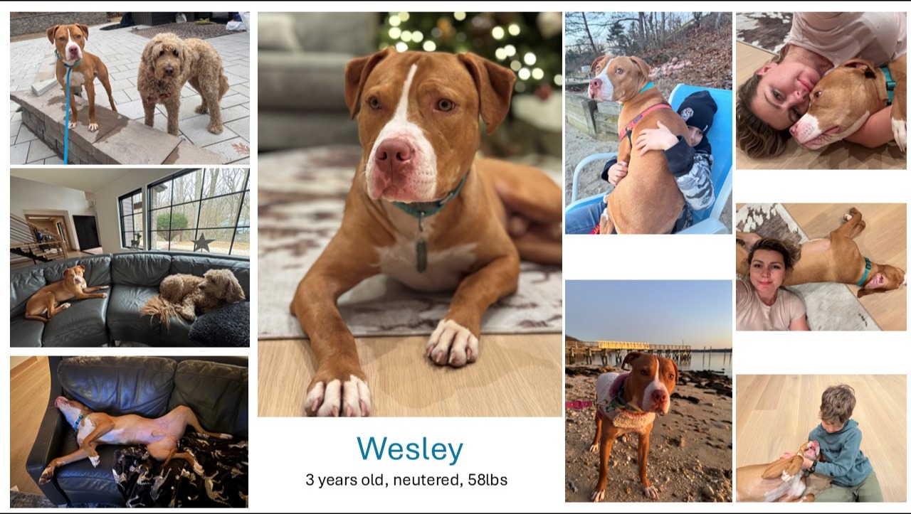 Fundraiser by Anna Kotowski : Training for Wesley: A Step to a Better Life