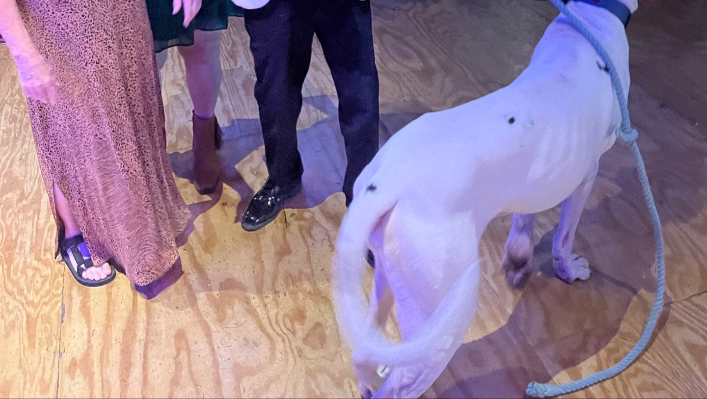 Fundraiser by John Watson : Help Casper Recover from His Car Accident