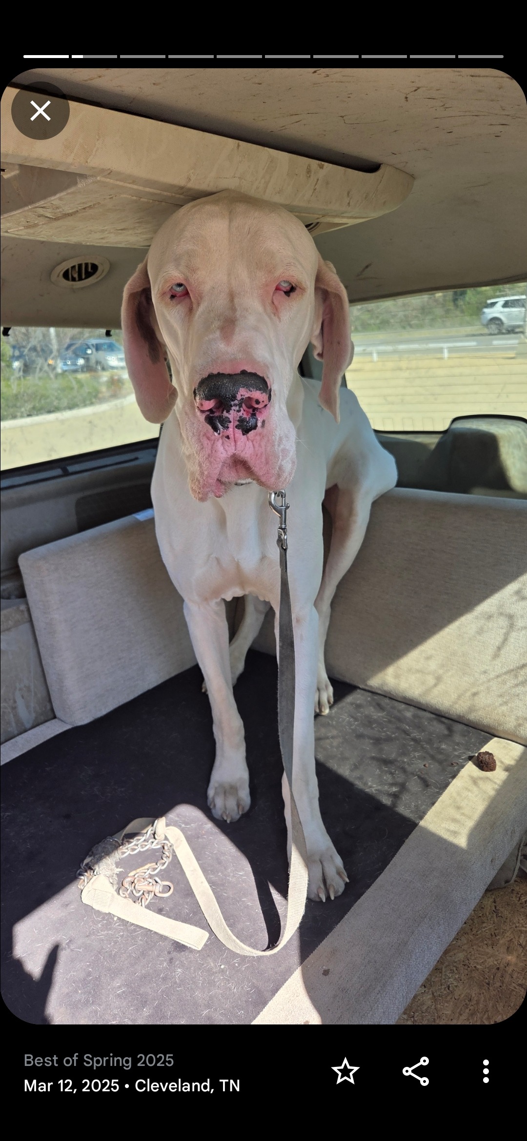 Fundraiser by John Watson : Help Casper Recover from His Car Accident