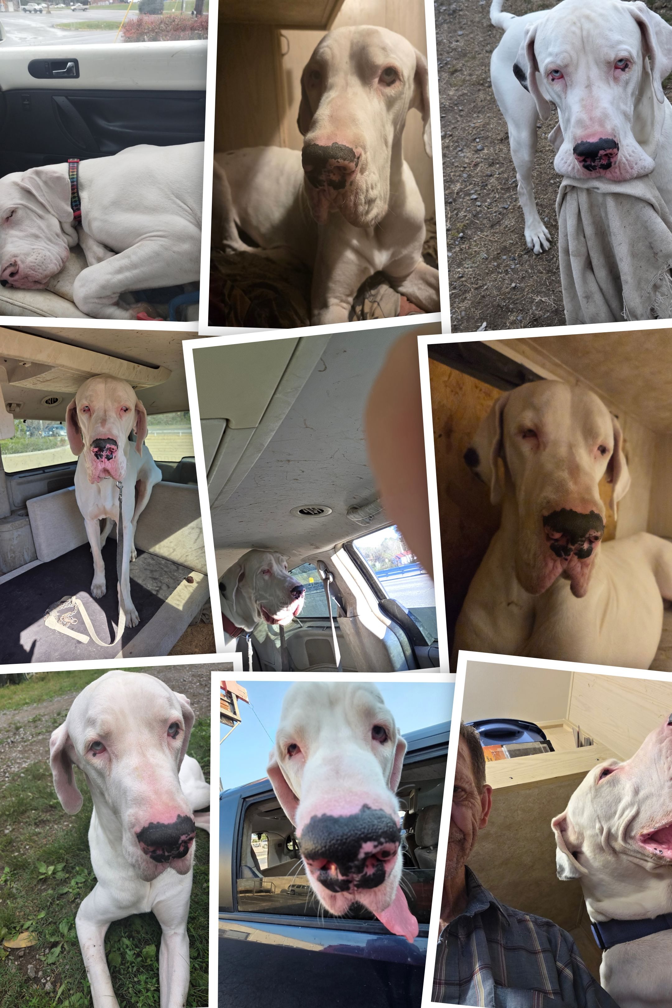 Fundraiser by John Watson : Help Casper Recover from His Car Accident