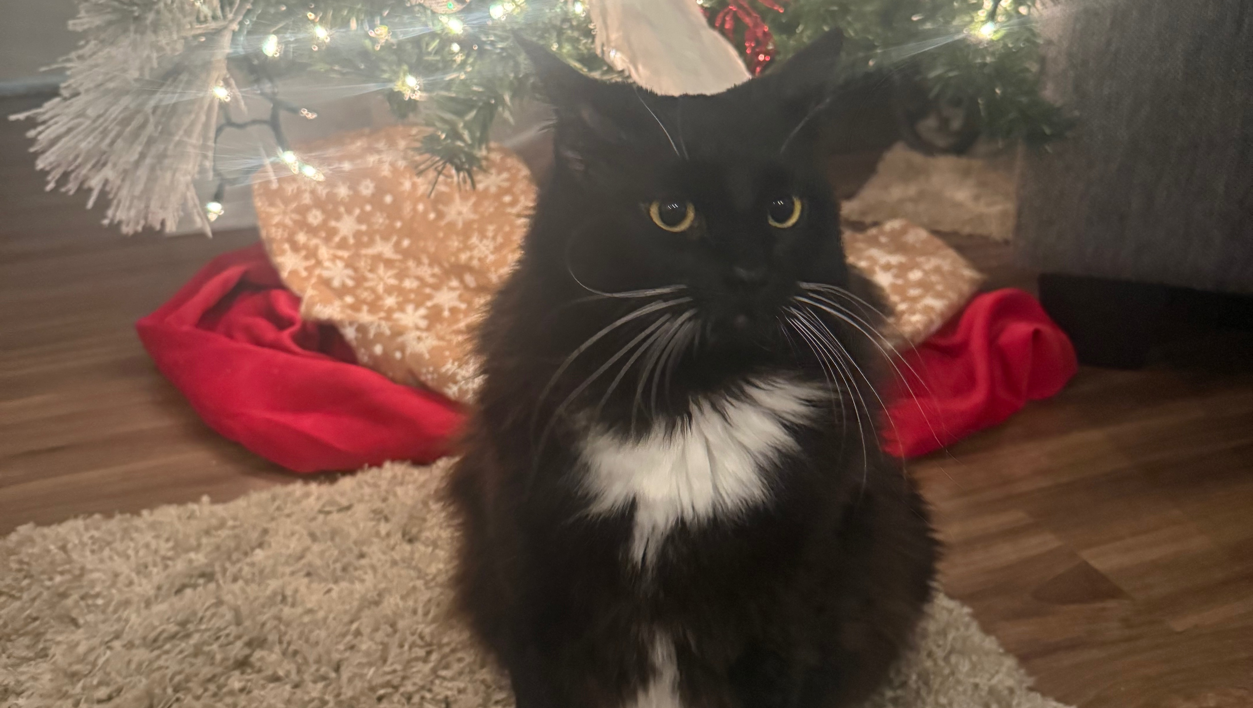 Fundraiser by Ashby Harris : Care for Jasper's Medical Needs