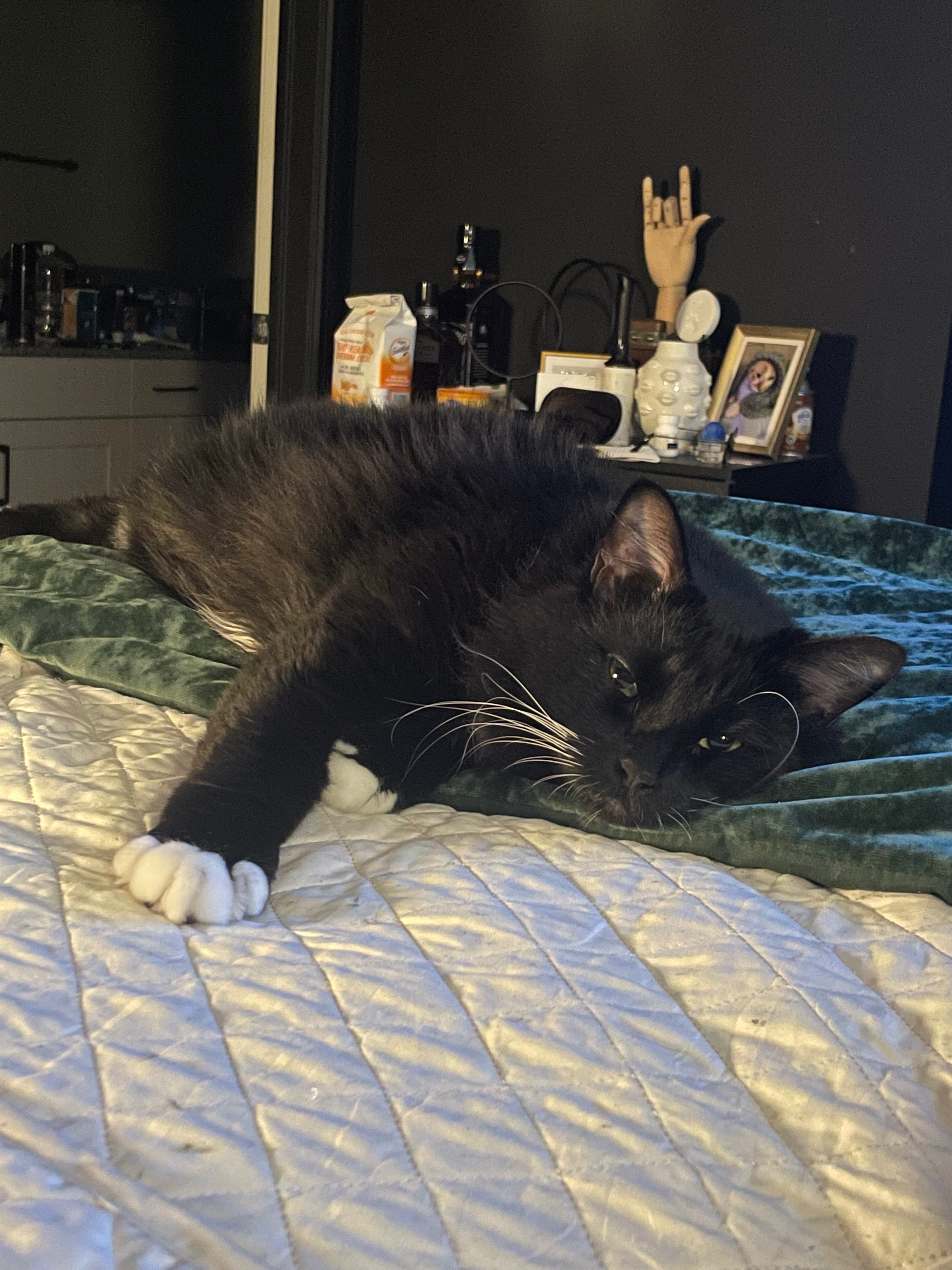 Fundraiser by Ashby Harris : Care for Jasper's Medical Needs