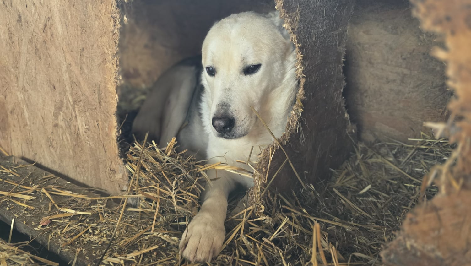 Fundraiser by Daniela Meyer : Heaven’s Gate Blessings Winterhilfe für ...