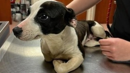 Fundraiser by Emily Lumpkin : Help "Cloud" Walk Again After Her Tragic ...