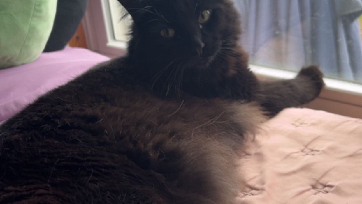 Fundraiser by Jada Smith : Help Angel Save Her Beloved Cat Finch