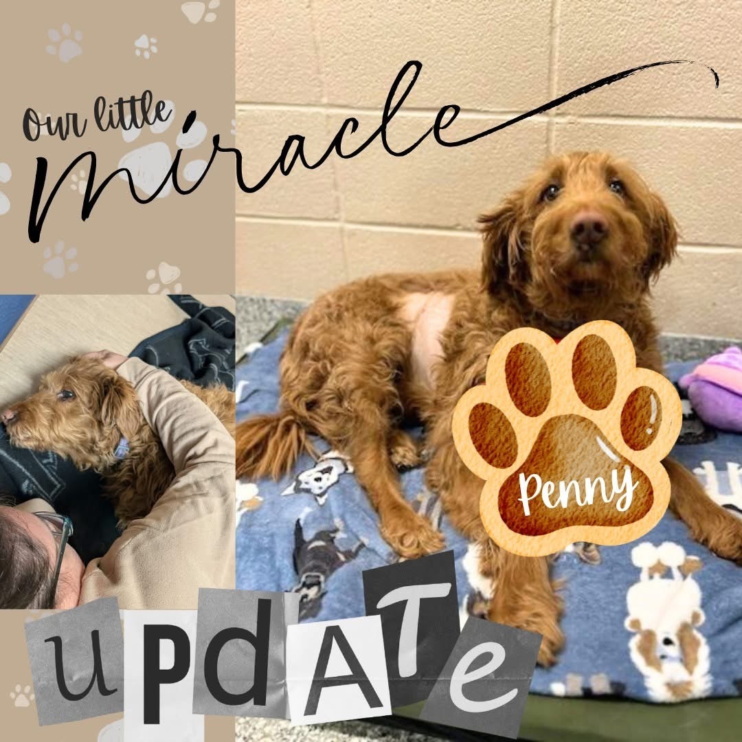 Fundraiser by Nicole Withrow : Pennies for Penny