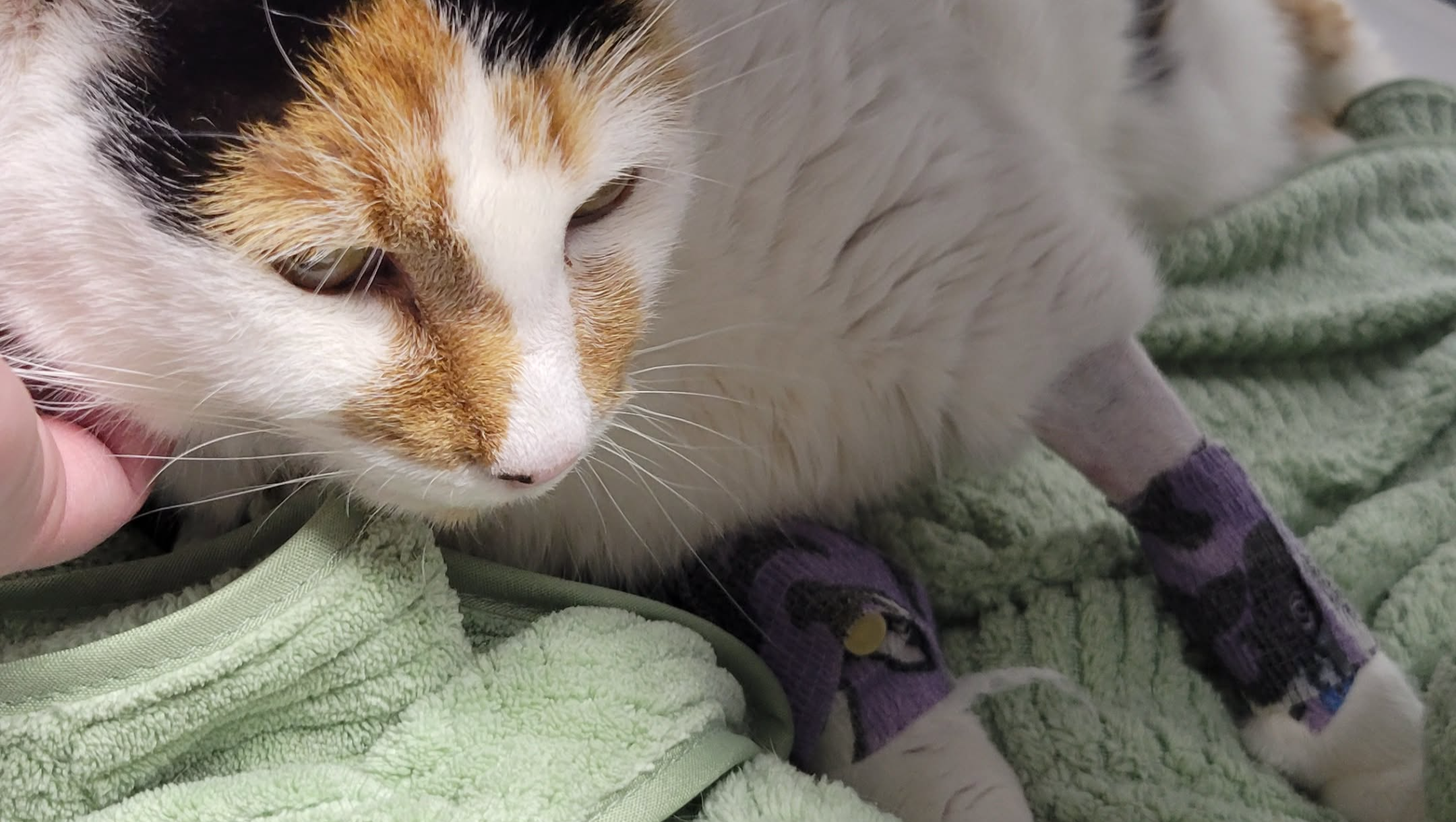 Fundraiser by Hannah Eubank : Support for Madeline’s Urgent Heart Treatment