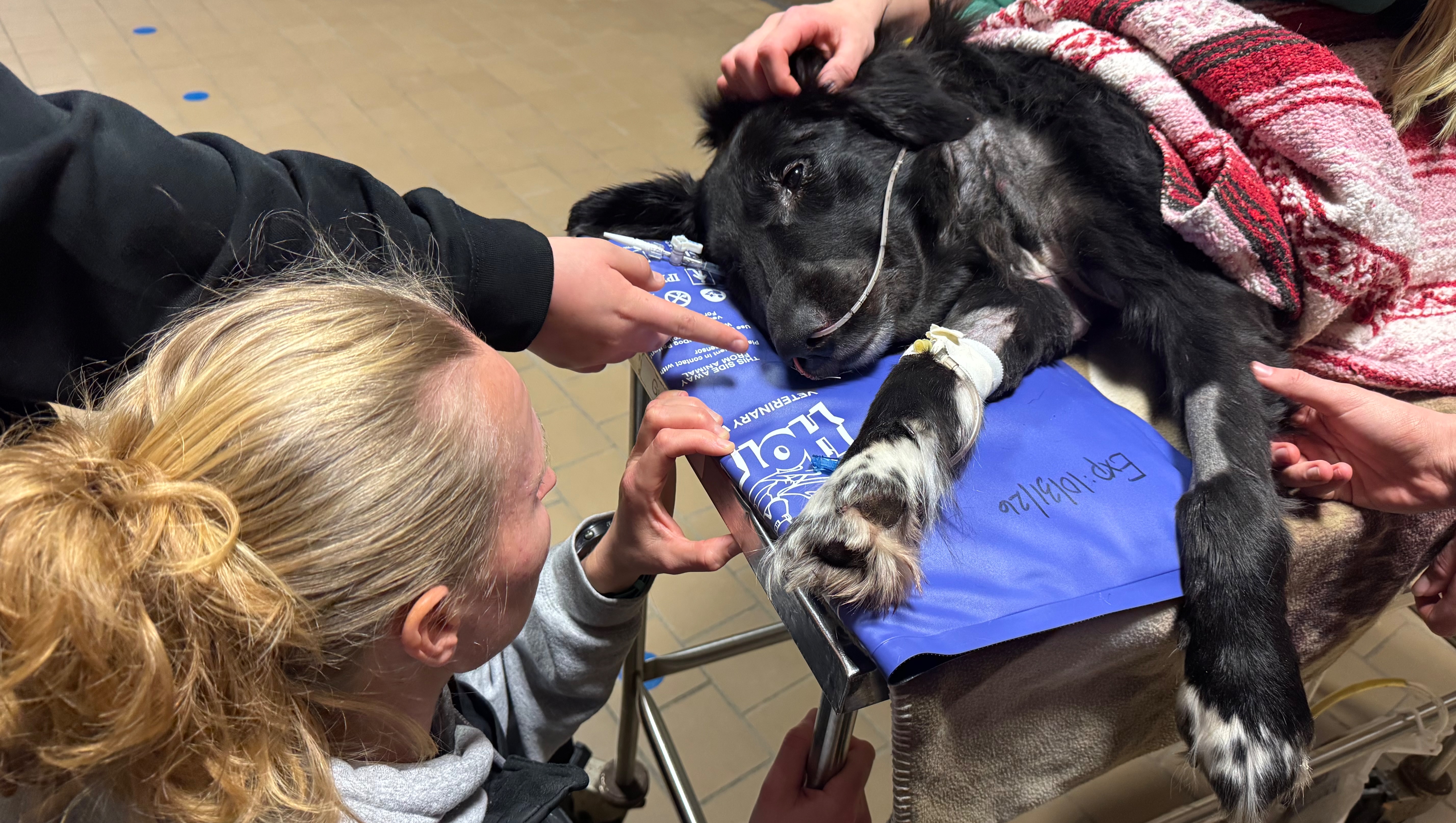 Fundraiser for Jennifer Seal by Kathleen Roberts : Support Koda's ...