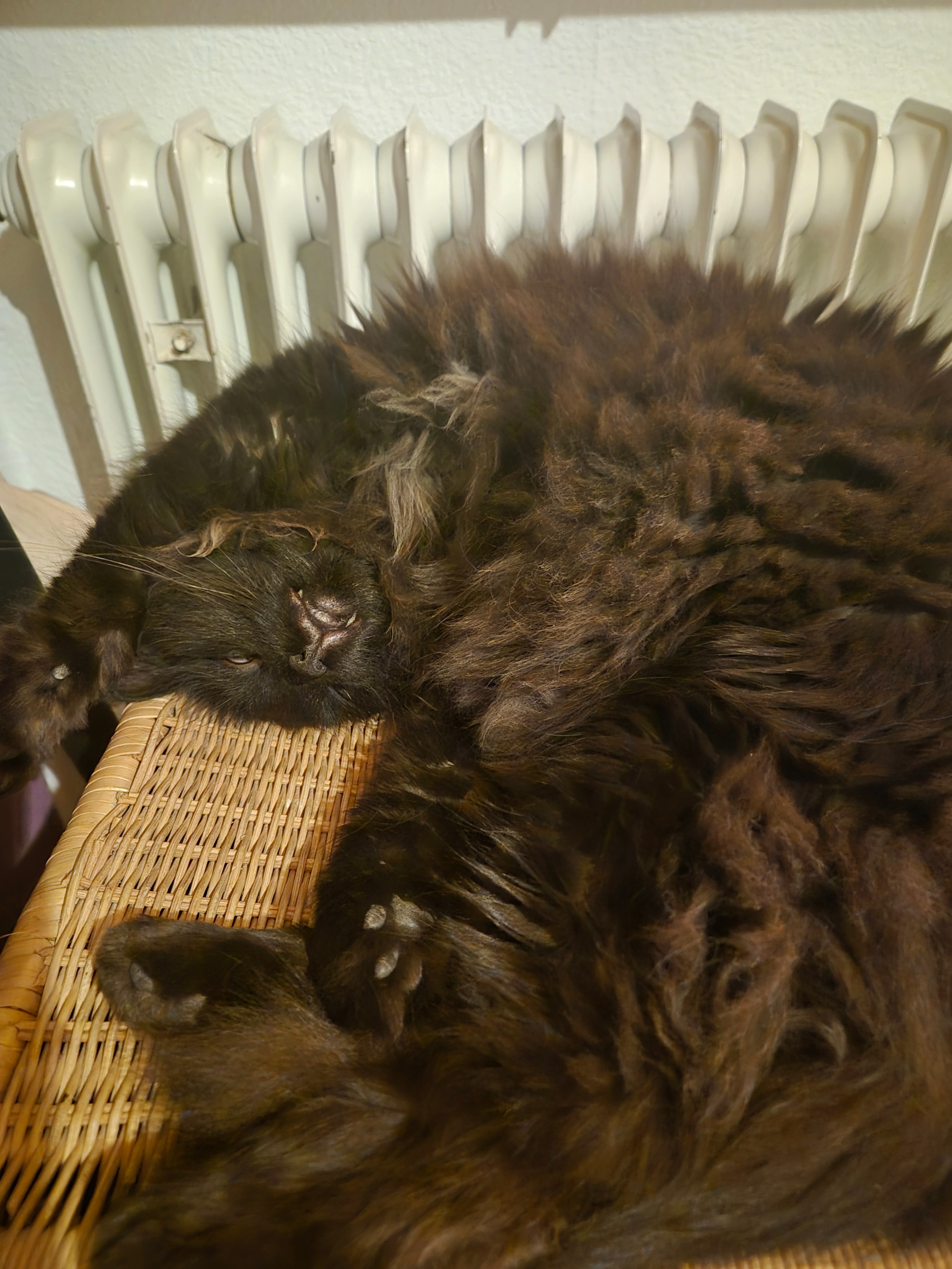 Fundraiser by Sabrina Detzel : Hilfe für meinen Seelenkater Monkey