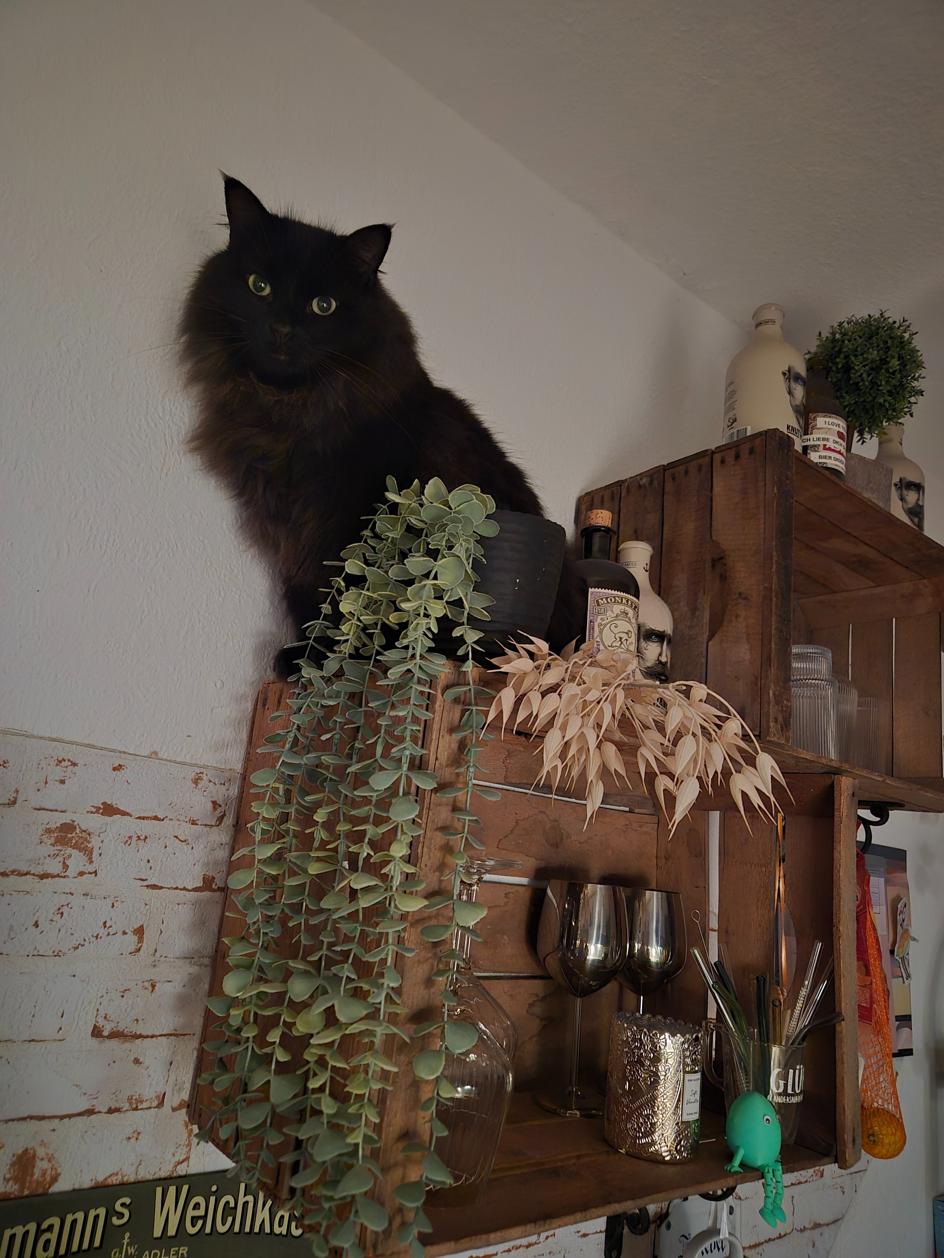 Fundraiser by Sabrina Detzel : Hilfe für meinen Seelenkater Monkey