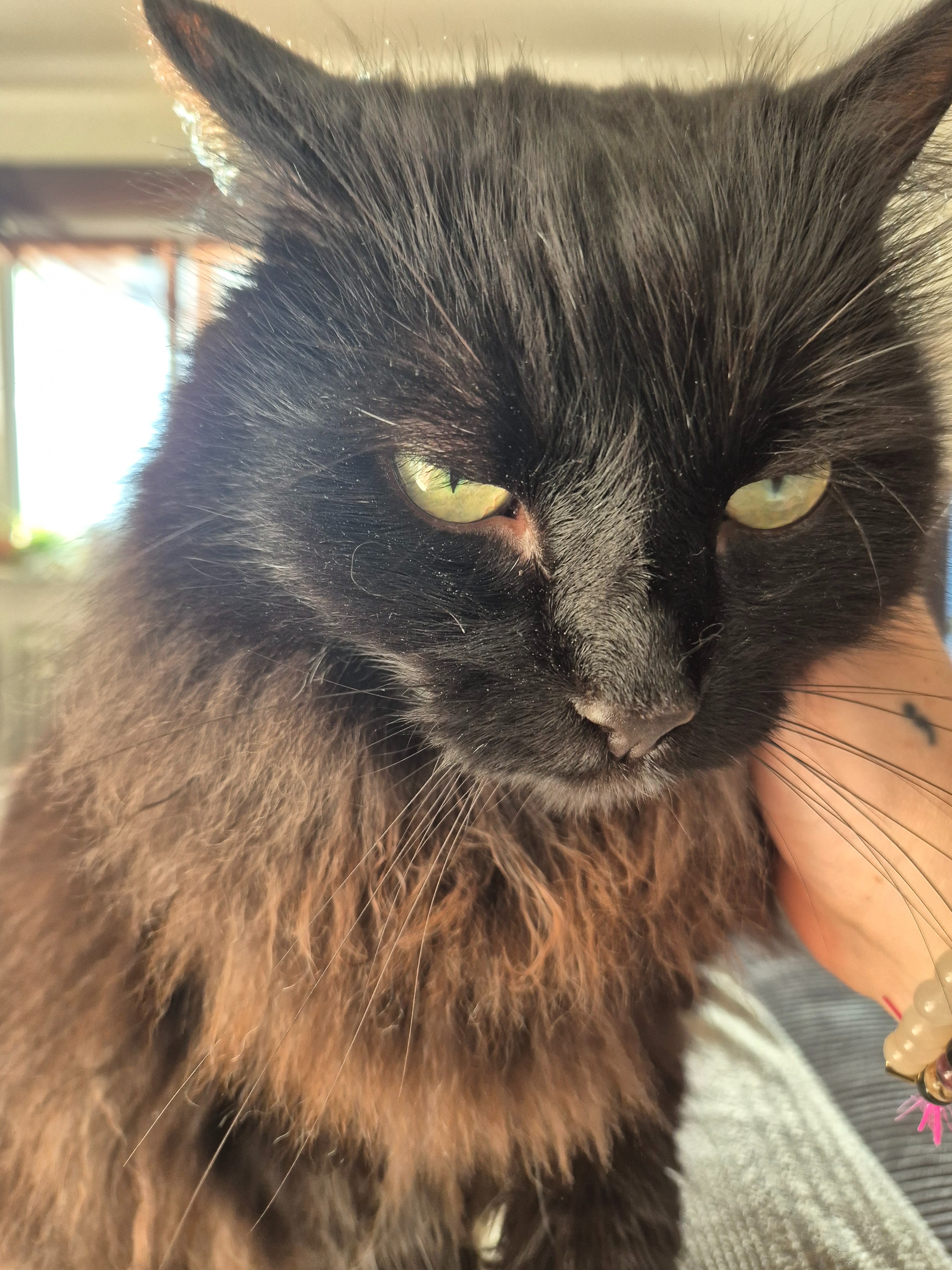 Fundraiser by Sabrina Detzel : Hilfe für meinen Seelenkater Monkey