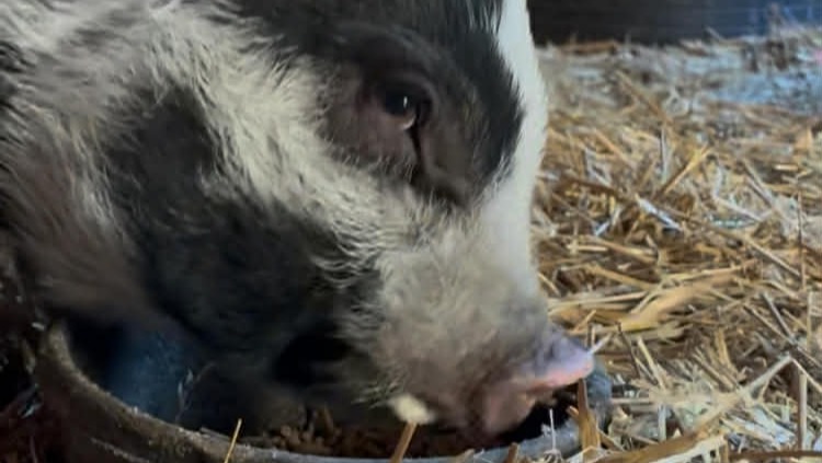 Fundraiser by Susan Rosero : Help Pua the Pig Join Our Petting Farm