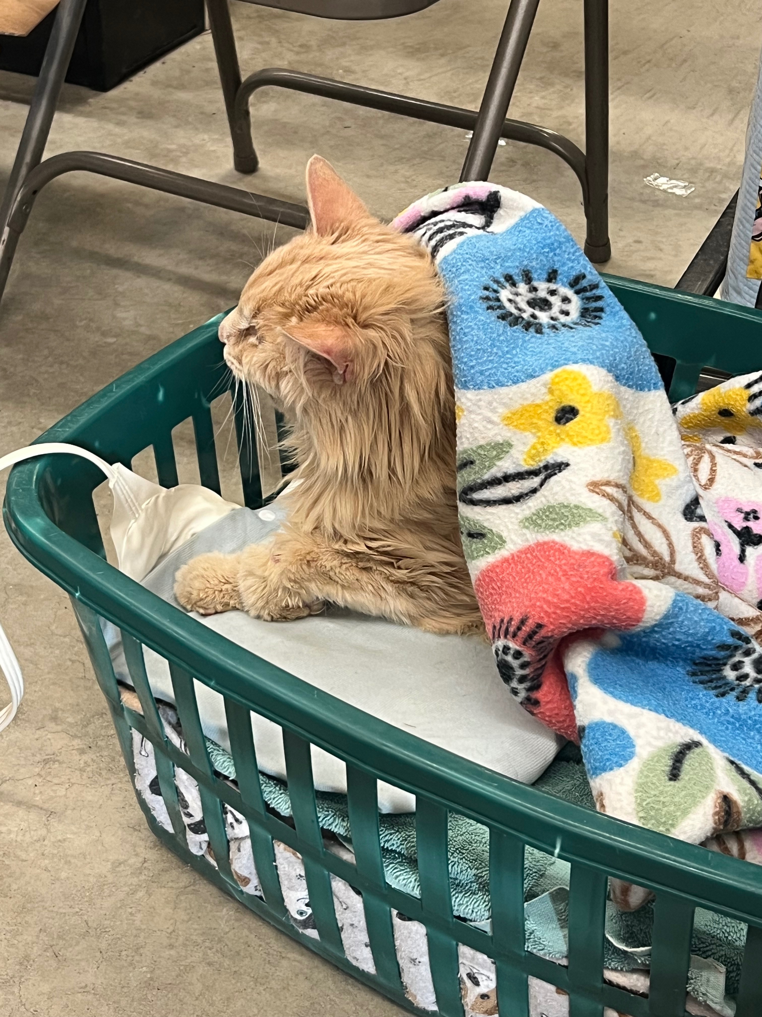 Fundraiser by Elizabeth Trendle : Reunited with Snook: Help Him Heal