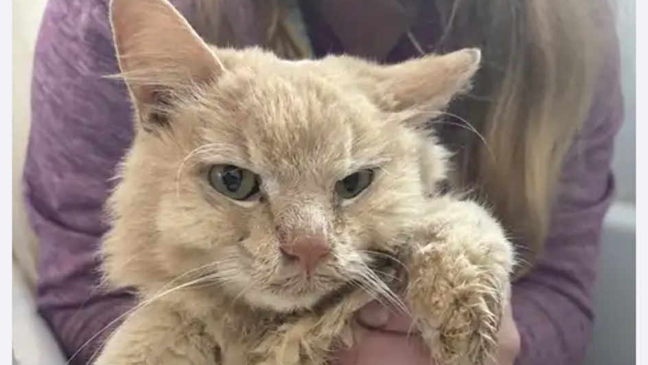 Fundraiser by Elizabeth Trendle : Reunited with Snook: Help Him Heal