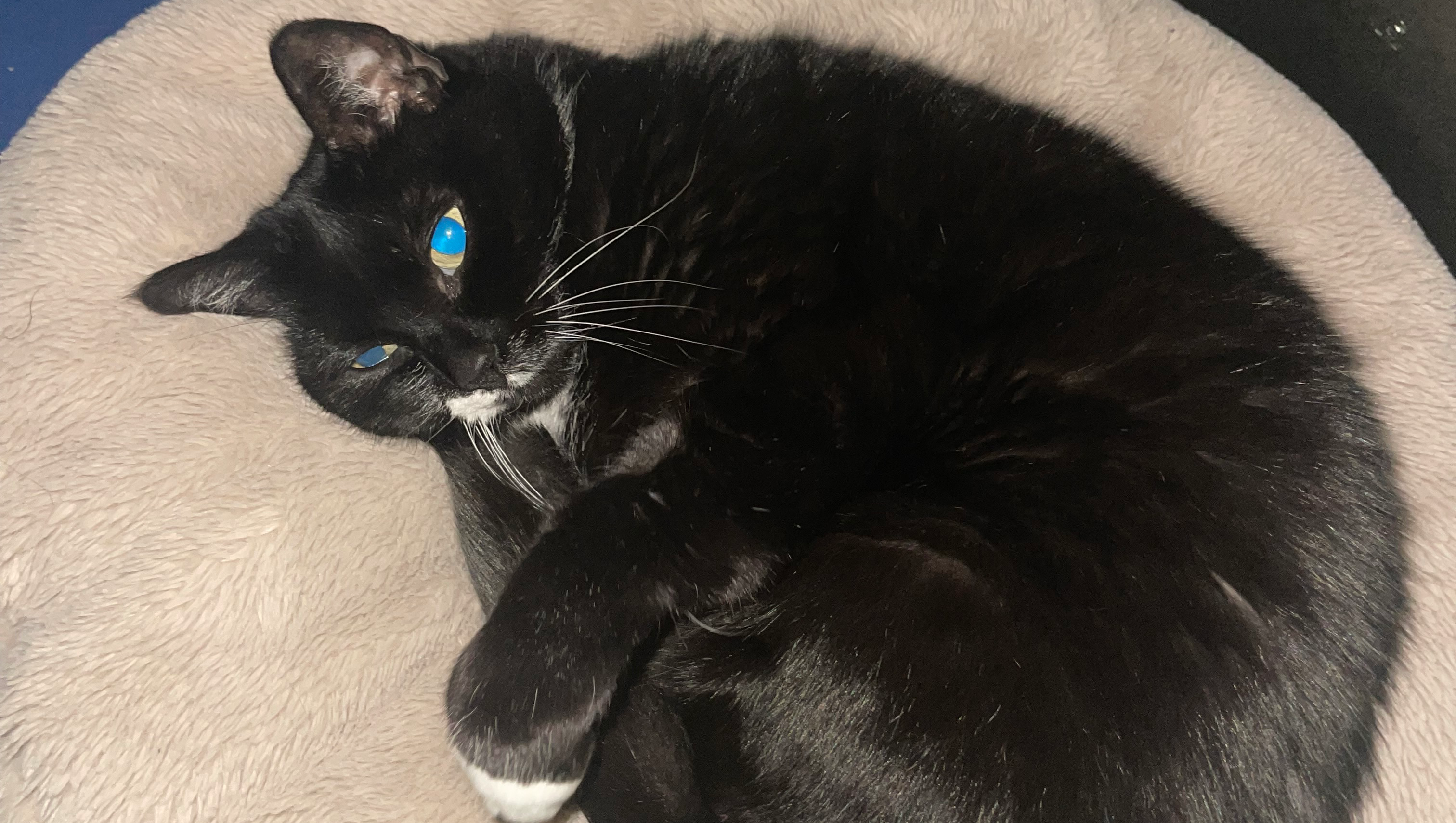 Fundraiser by Nev ODea : Help Shyanne Get the Vet Care She Needs