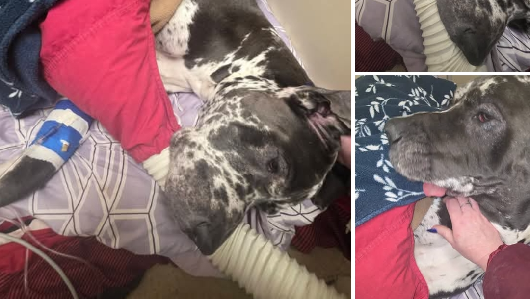 Fundraiser by Joseph Welsh : Support Sir Atlas Amor’s Recovery from ...