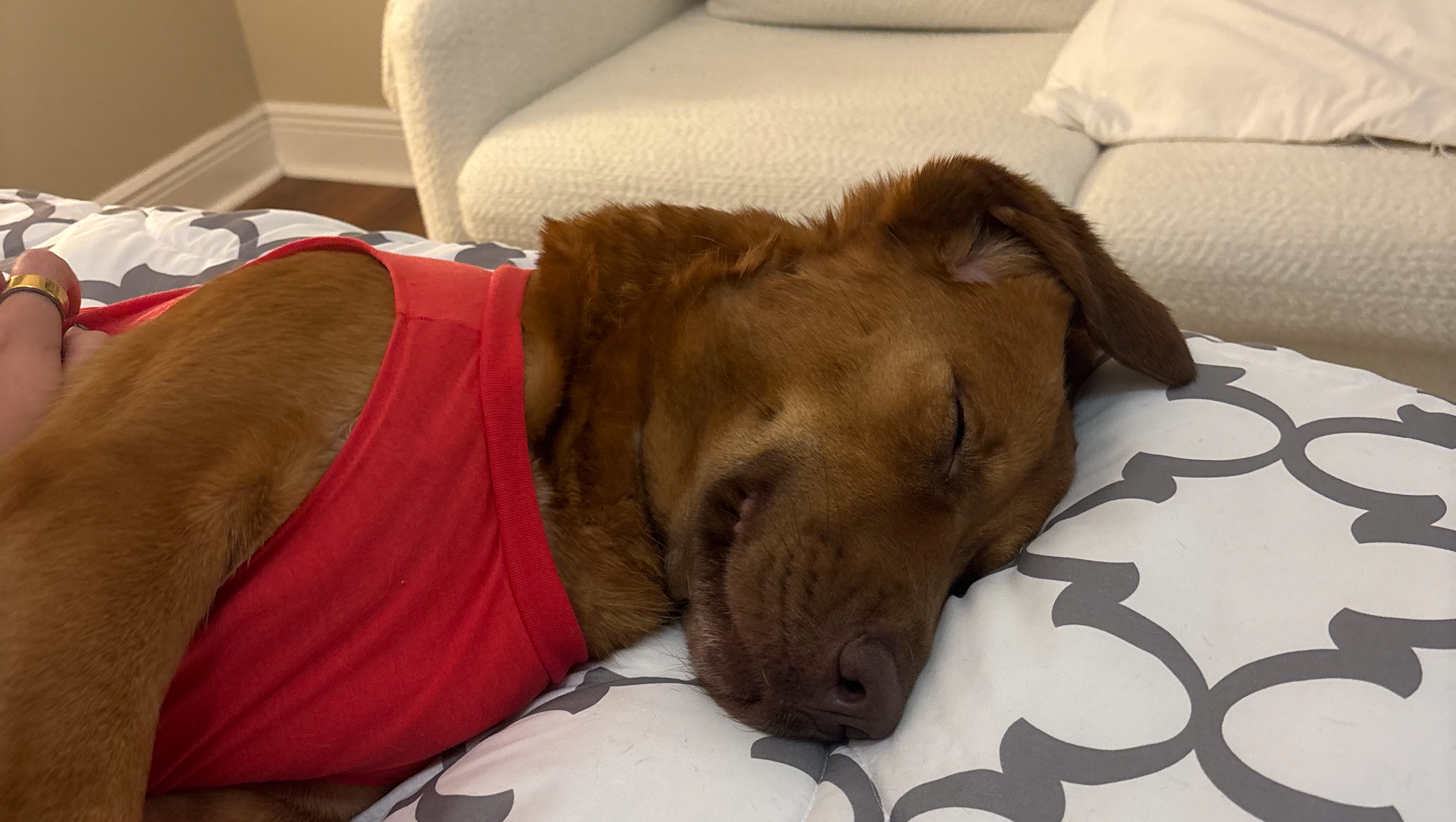 Fundraiser by Grace Swift : Help Mami Beat Heartworm
