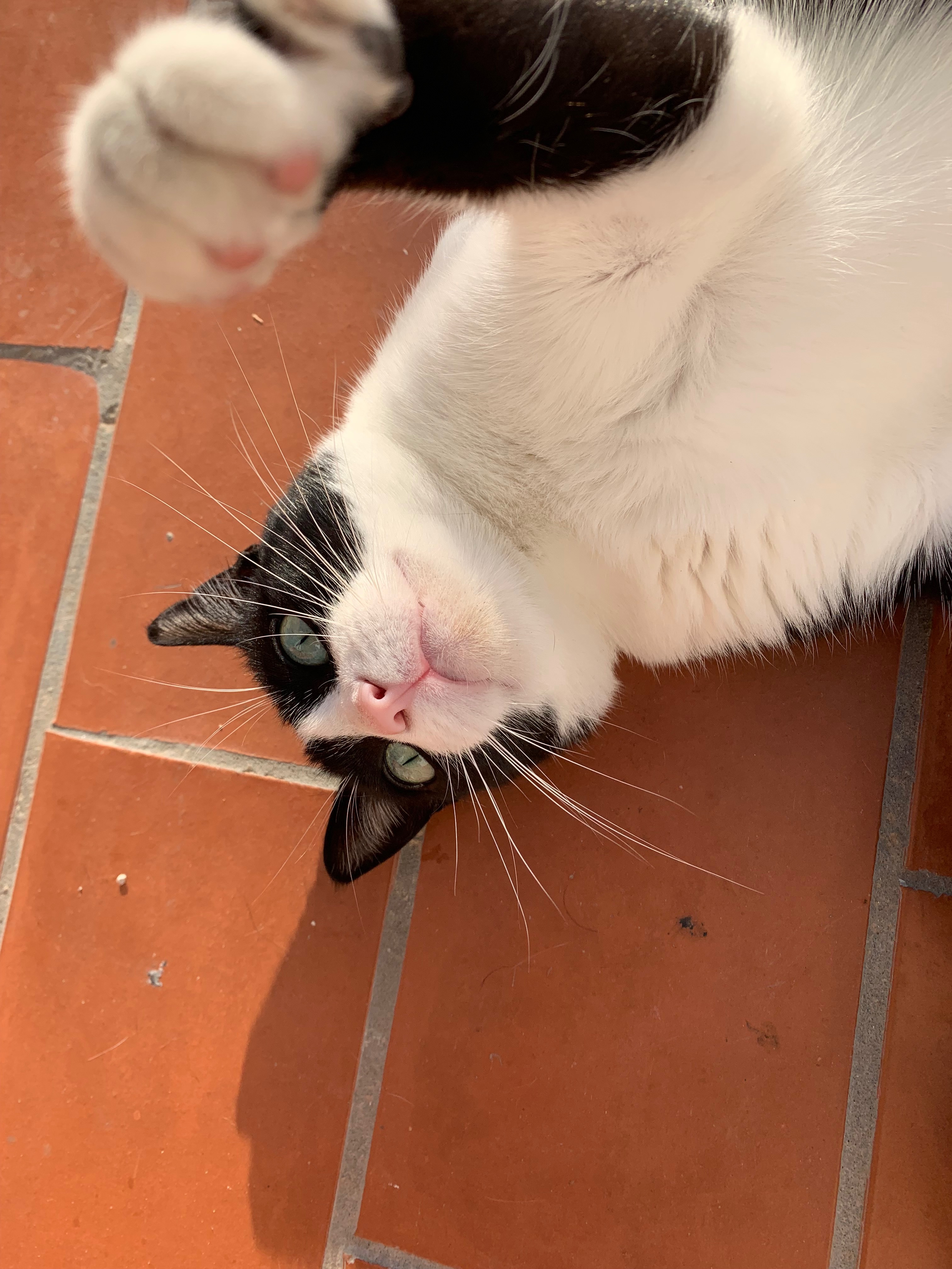 Fundraiser by Natalia Candelo : Ayudemos a Ramón