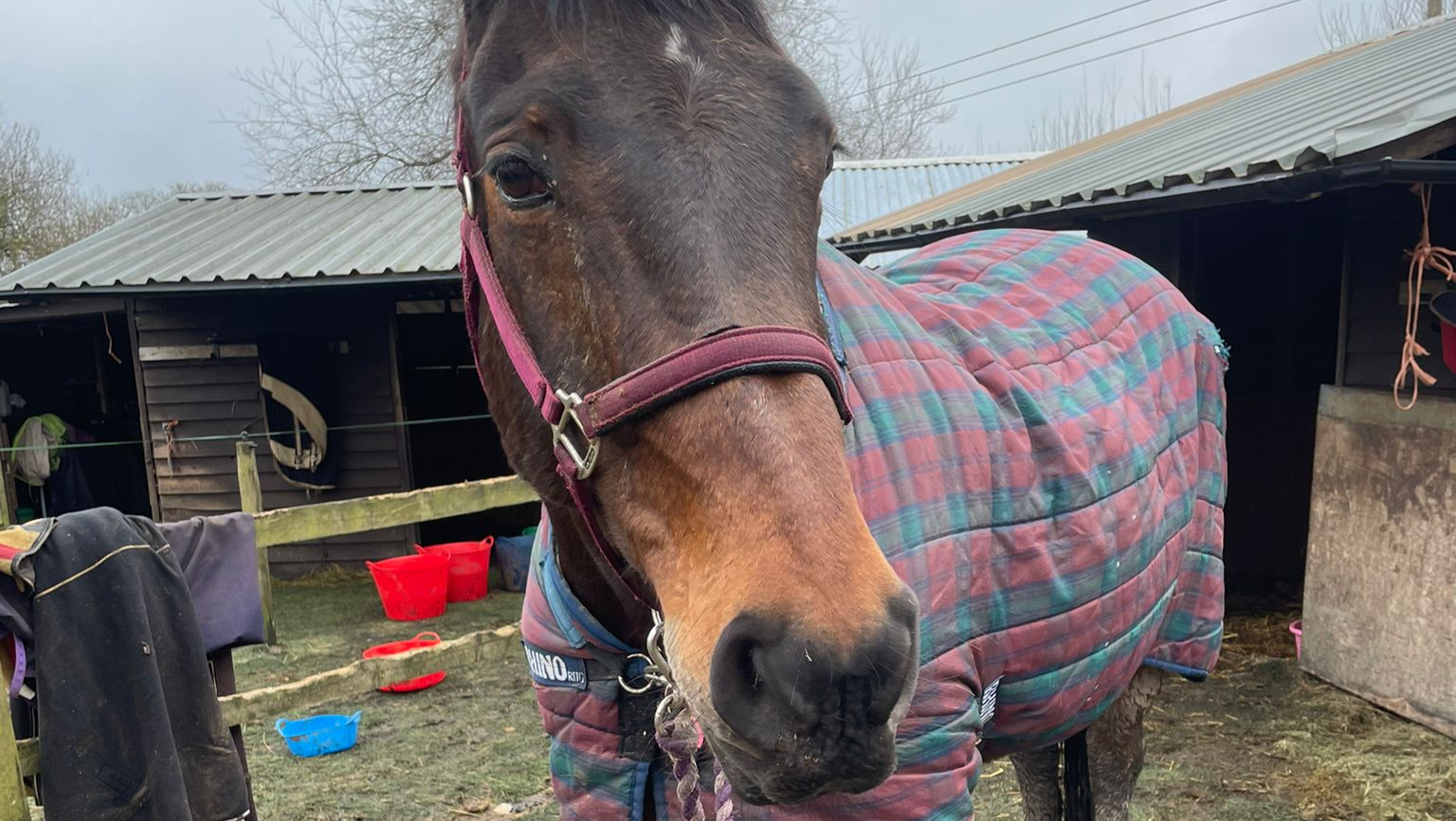 Fundraiser by Nicola Powell : From Ditch to Safety: Ghara’s Recovery Fund