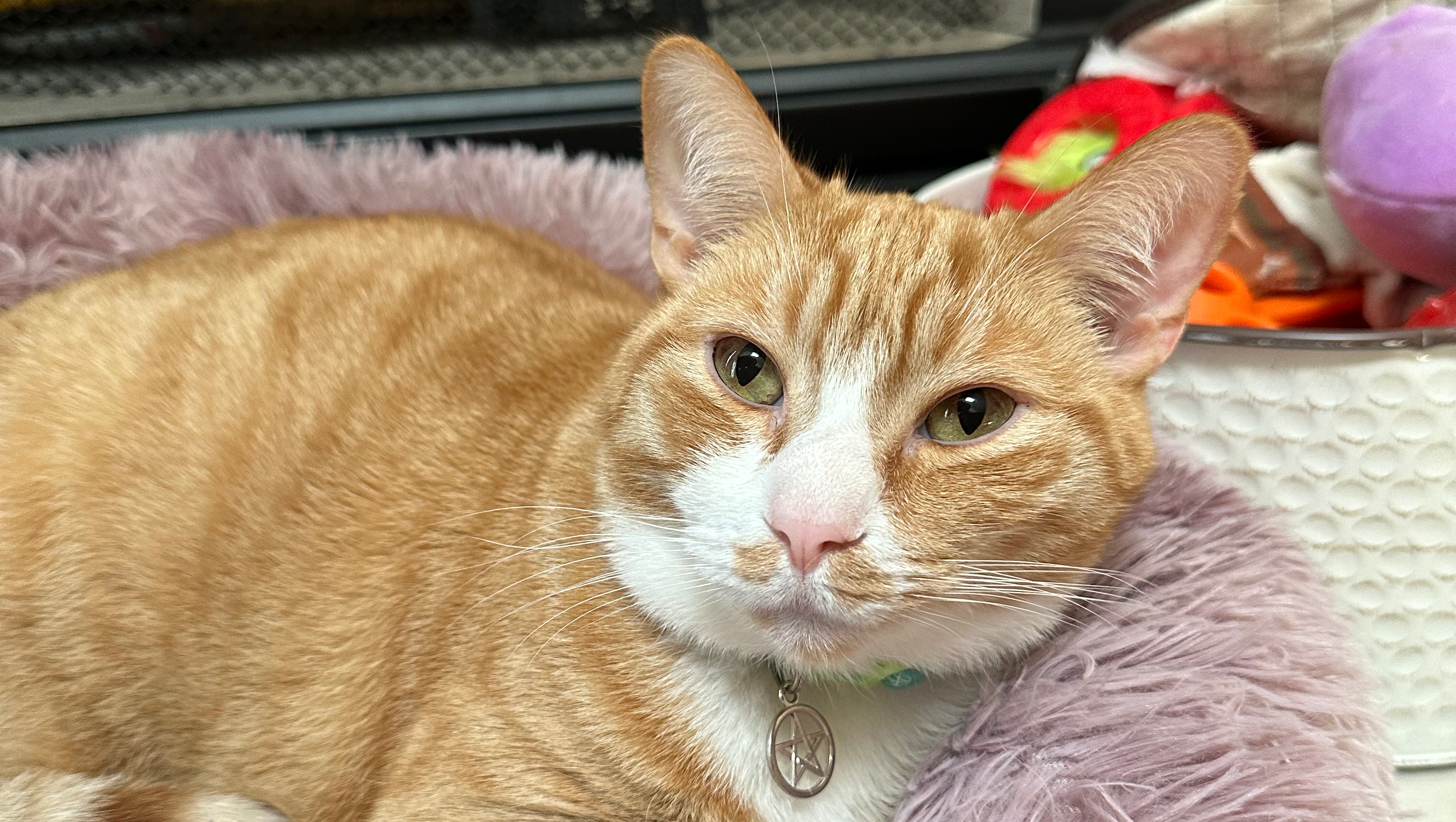 Fundraiser by Tiffany Drew : Help Orion Get the Dental Surgery He Needs