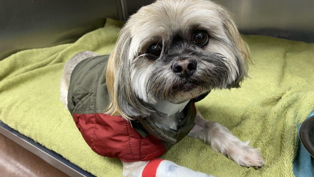 Fundraiser by Rachel Buckley : Winston's Lifesaving Treatment