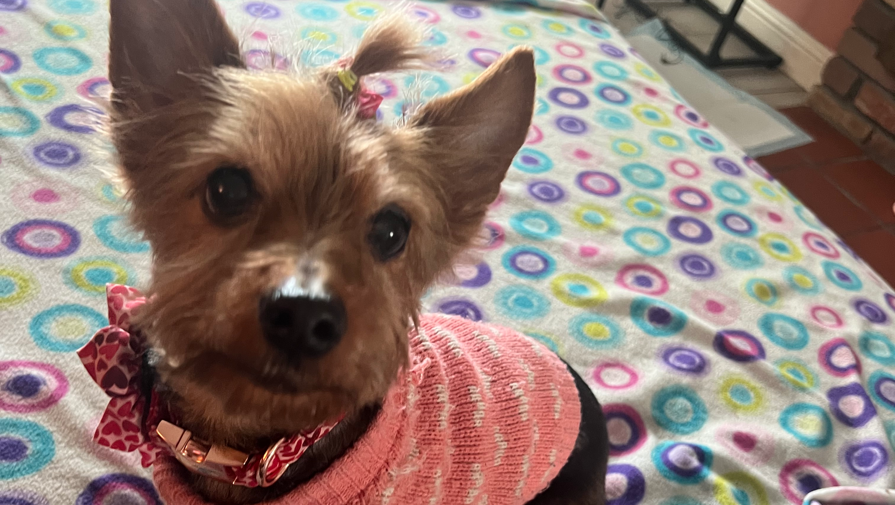 Fundraiser for LaJuene Selico by Jeissy Radilla : Help Save a Dog that ...